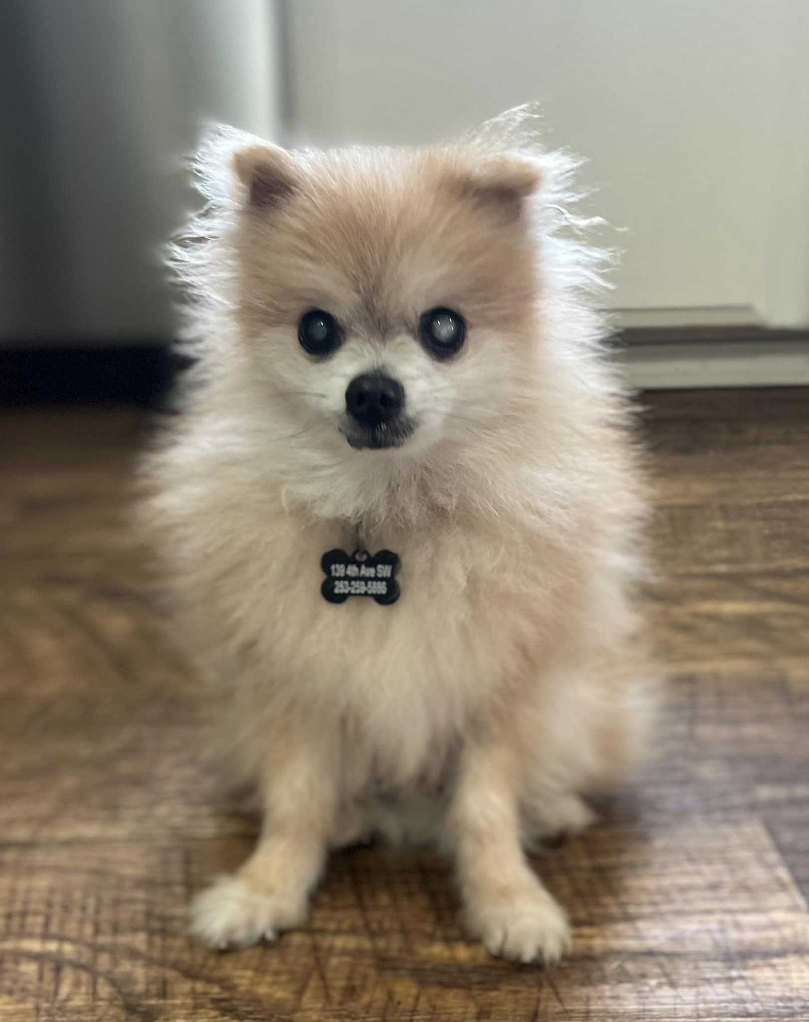 Pickles • Old Dog Haven