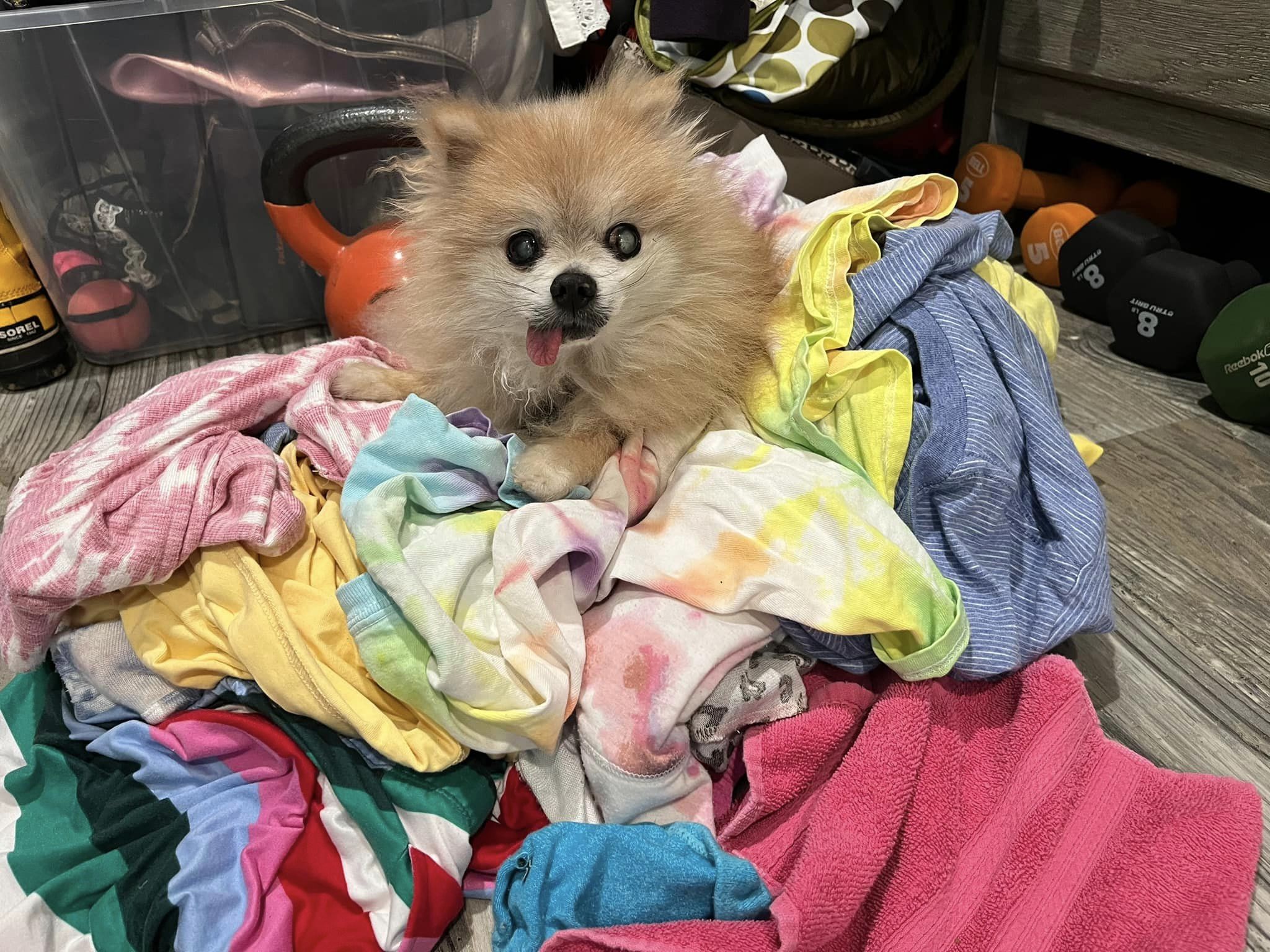 Pickles • Old Dog Haven