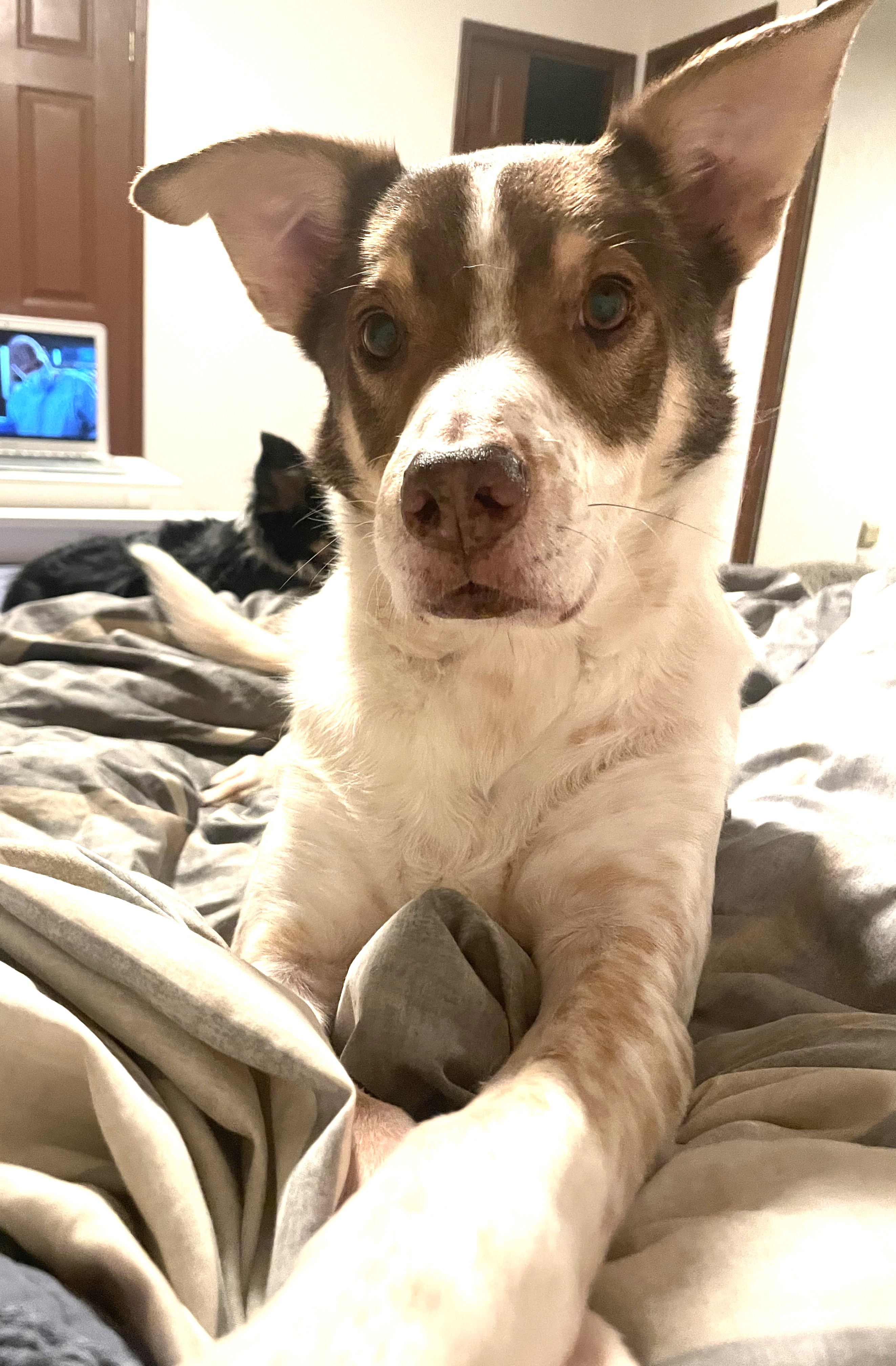 Sam • Old Dog Haven