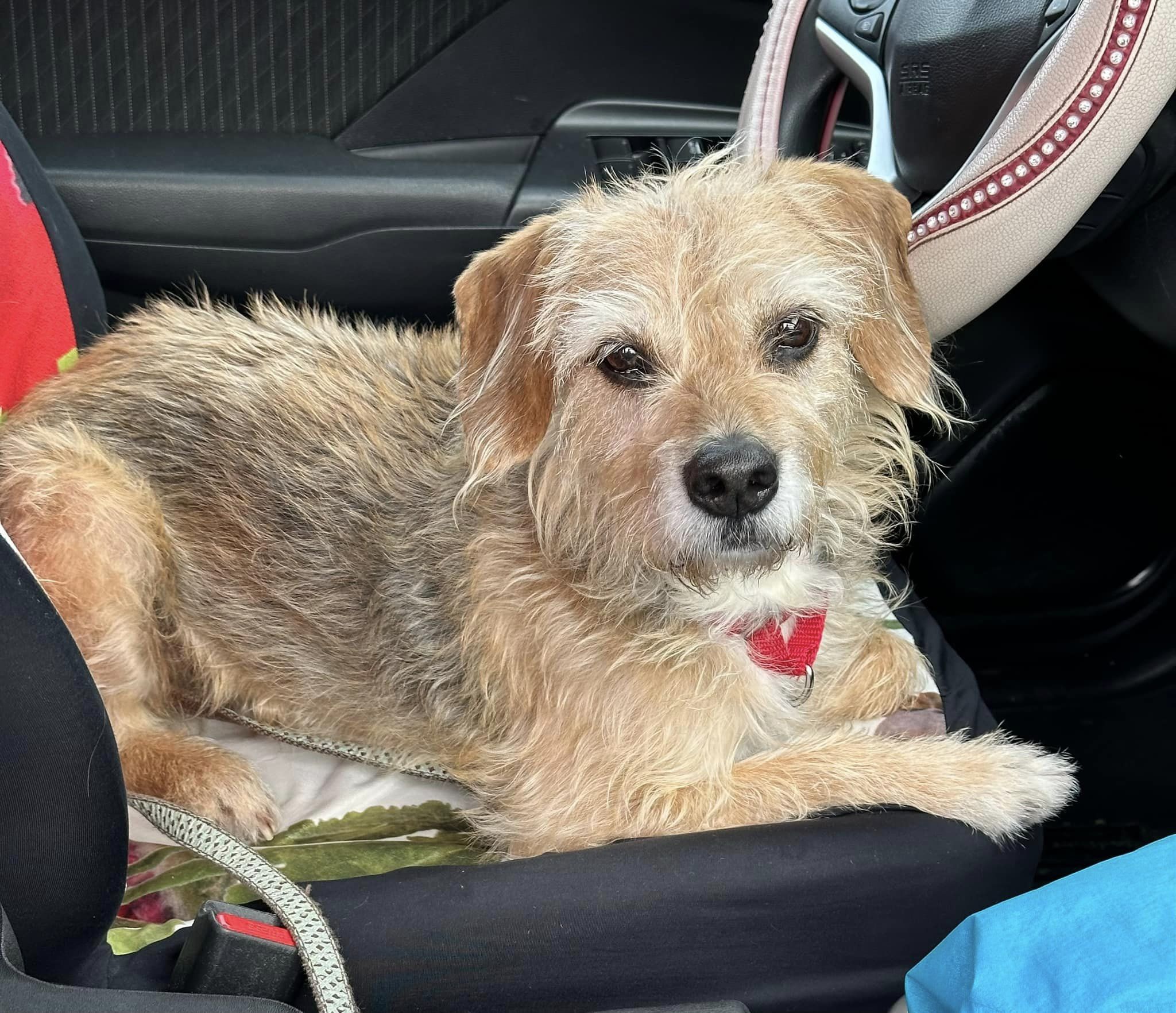 Snickers • Old Dog Haven