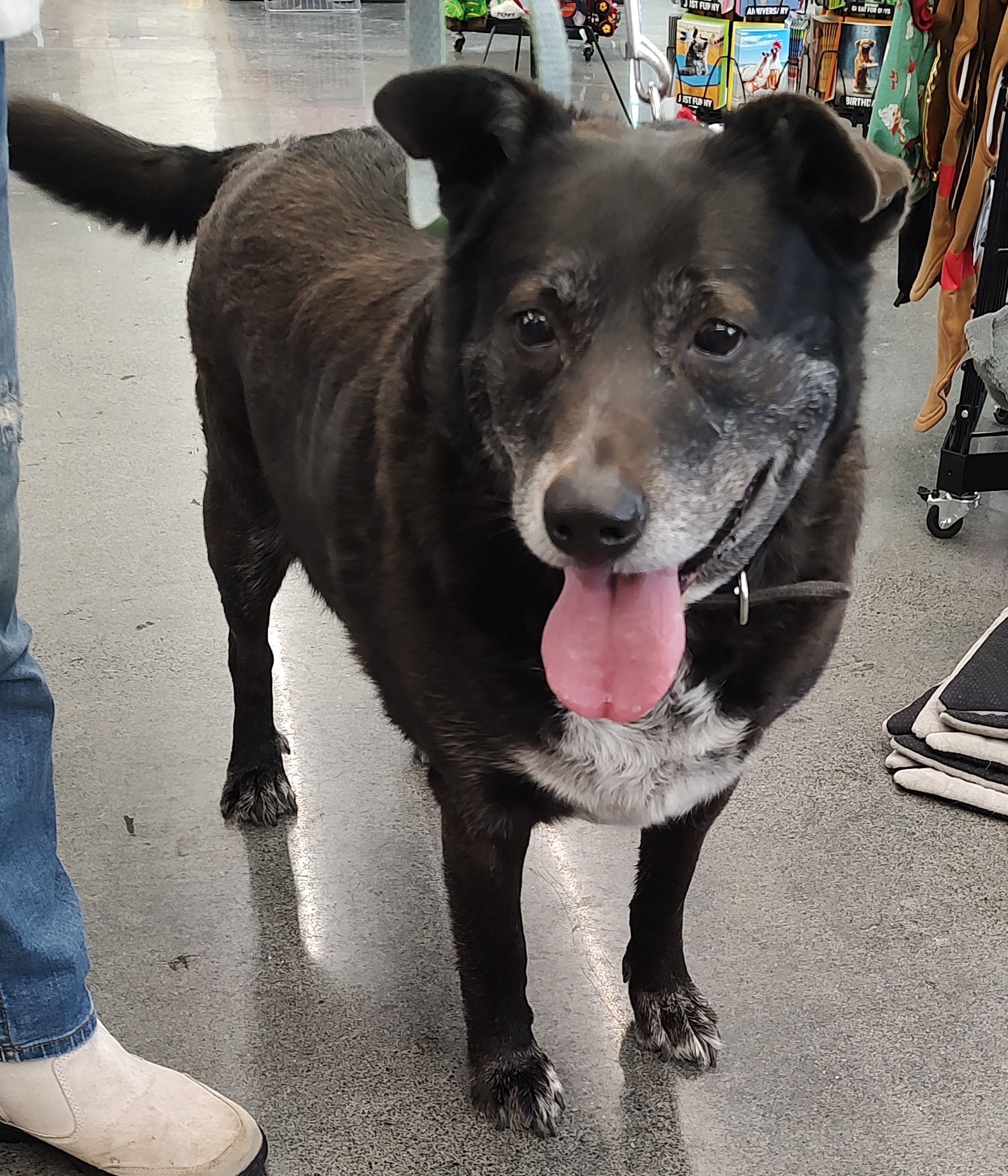 Wilson • Old Dog Haven