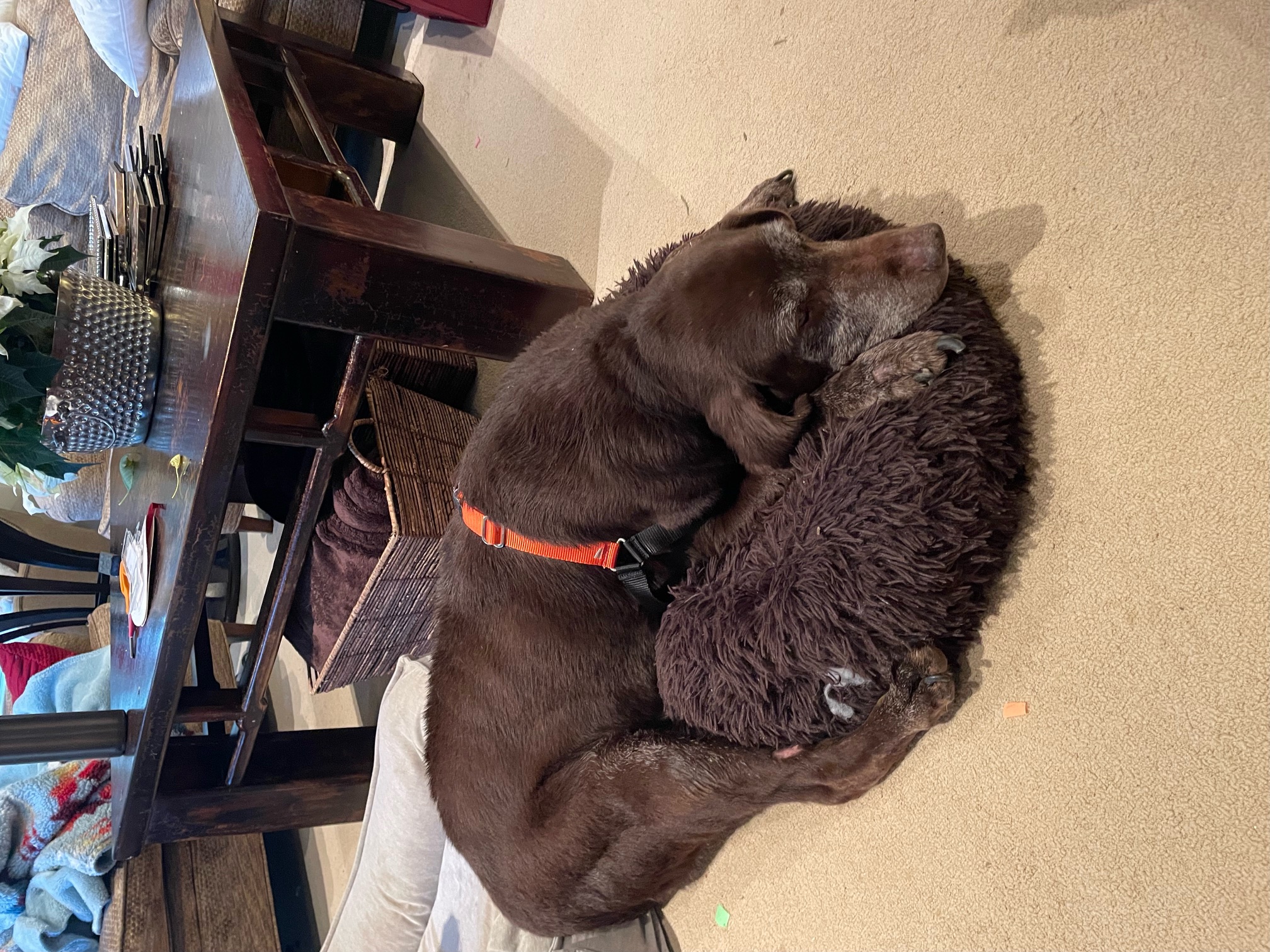 Bosco Brown • Old Dog Haven