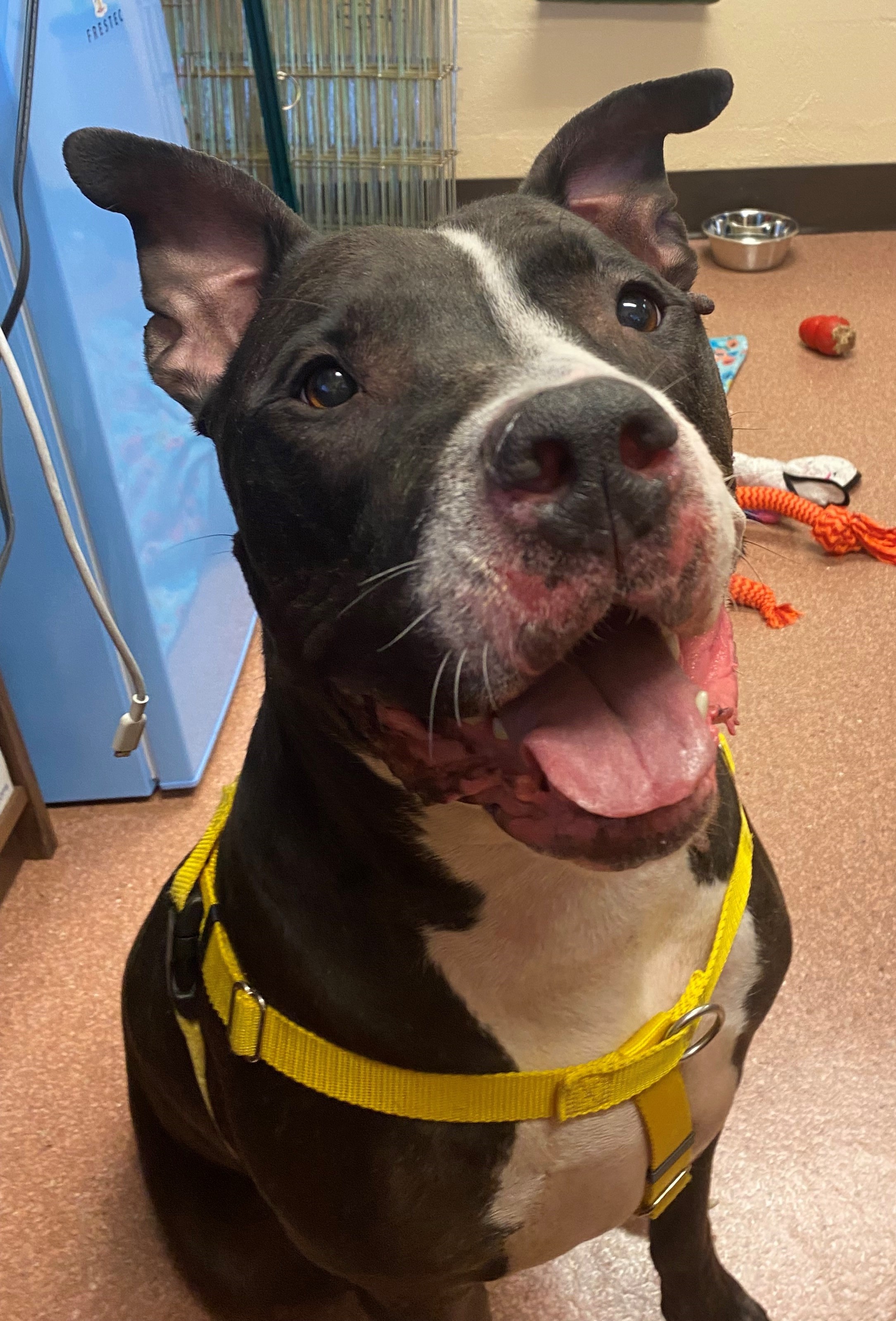 Billy • Old Dog Haven