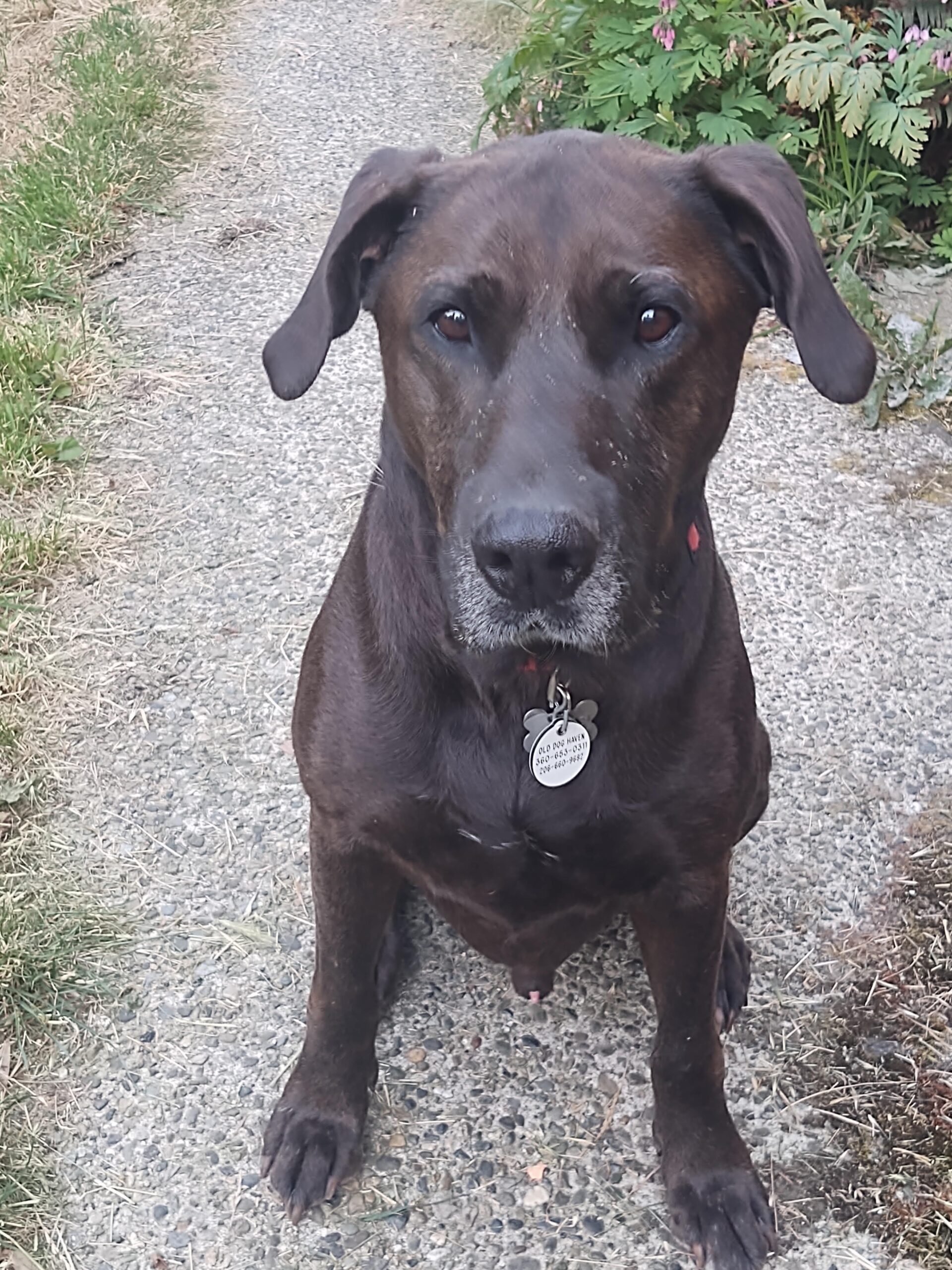 Final Refuge • Dog Category • Old Dog Haven