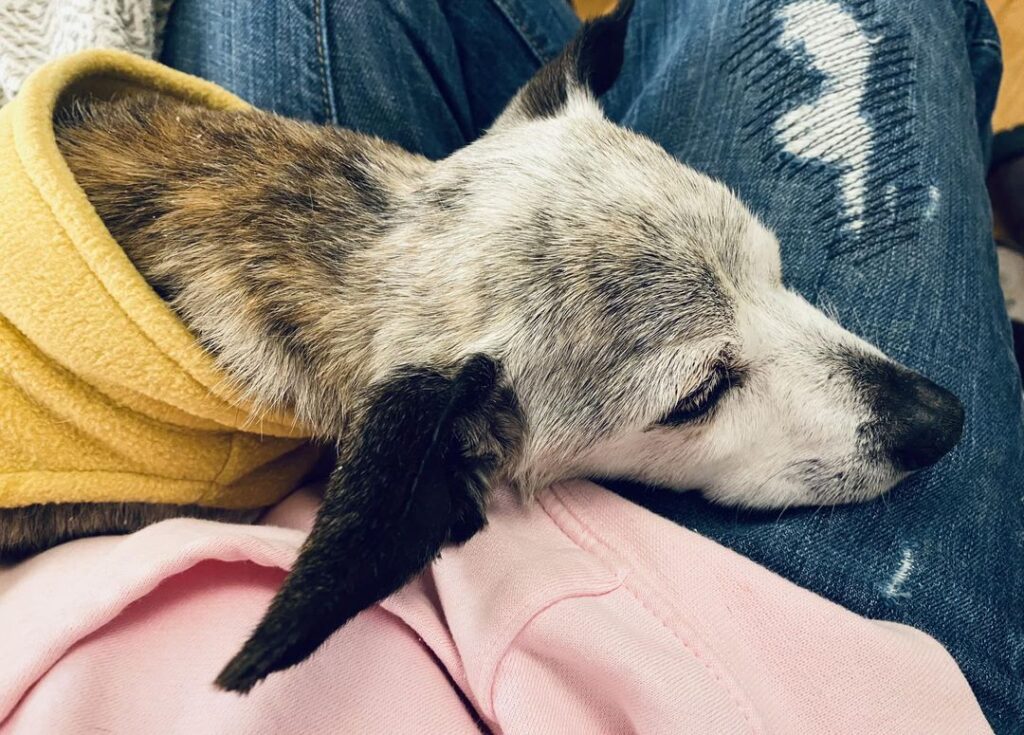 Nini • Old Dog Haven