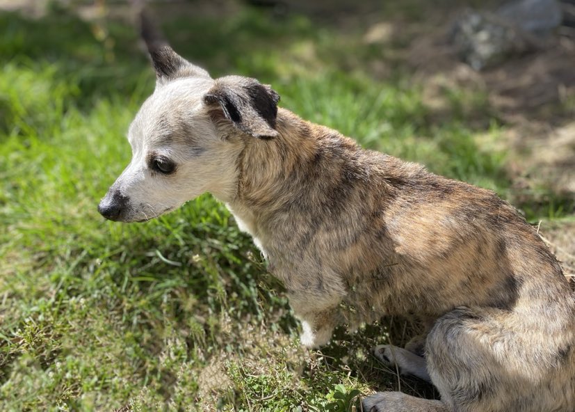 Nini • Old Dog Haven