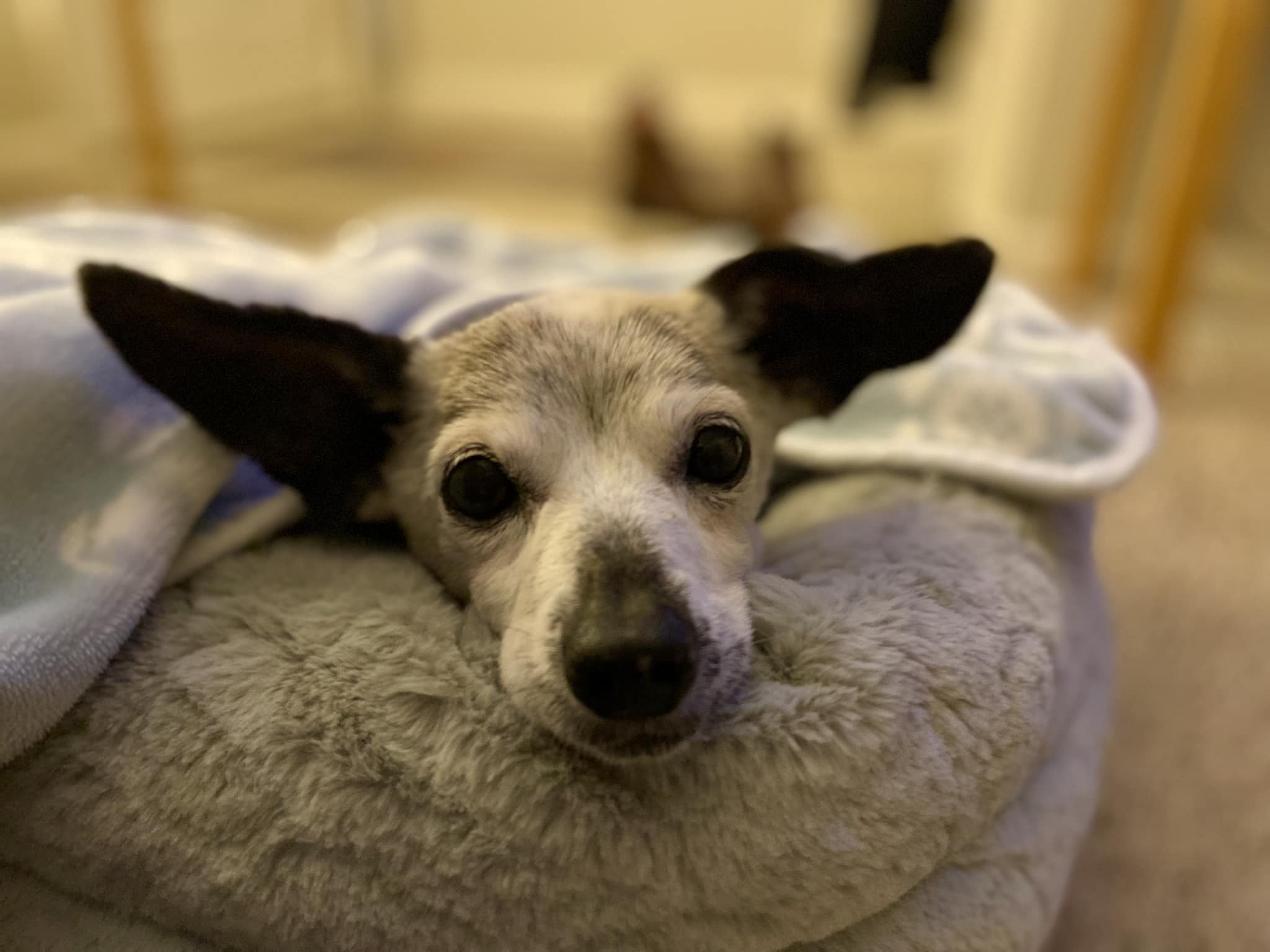 Nini • Old Dog Haven
