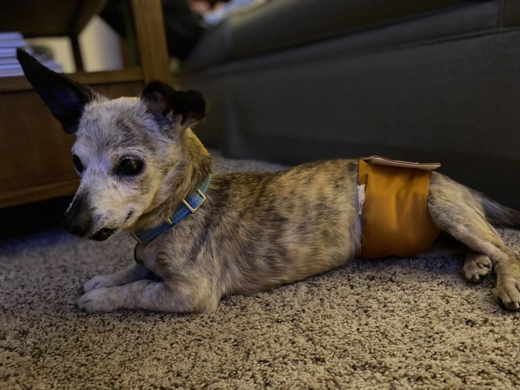 Nini • Old Dog Haven