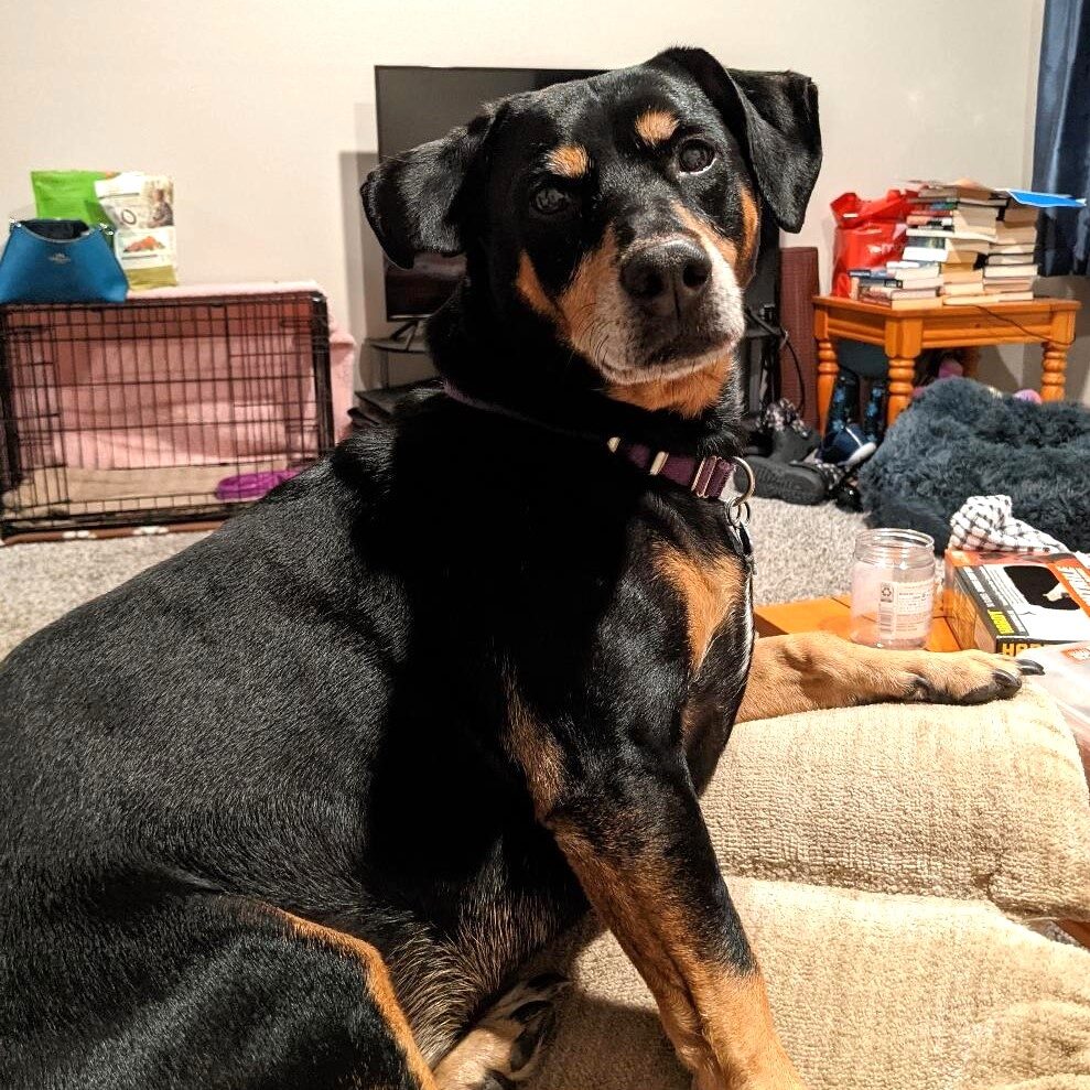 Adoptable • Dog Category • Old Dog Haven