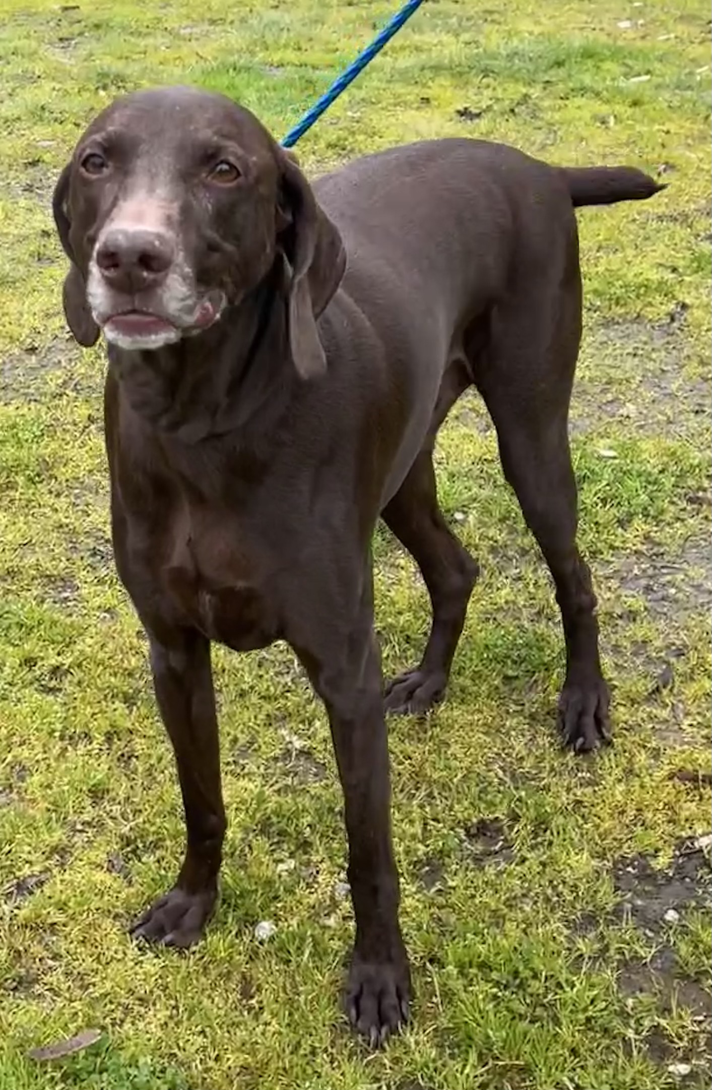 Buster Brown • Old Dog Haven