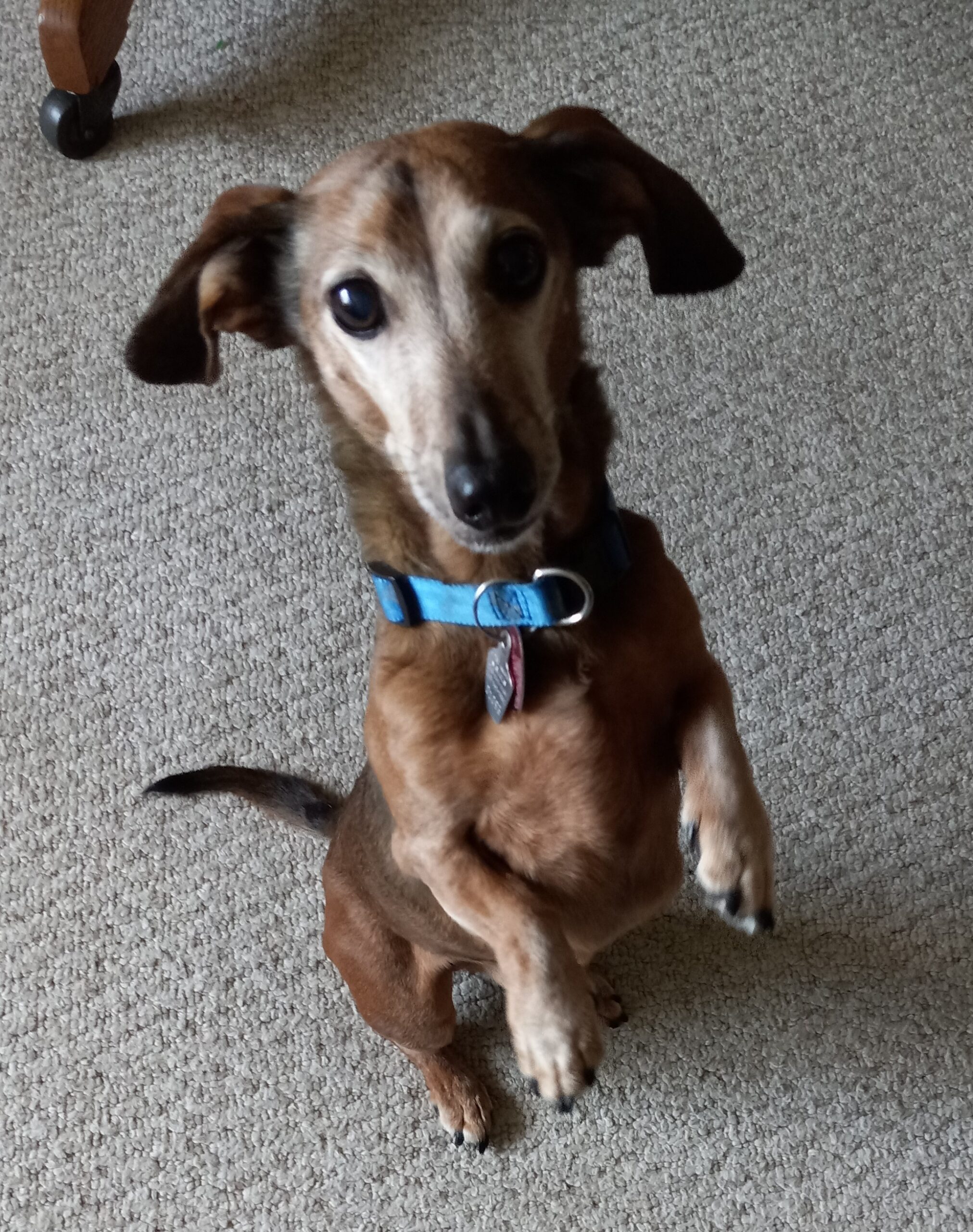 Cosby • Old Dog Haven