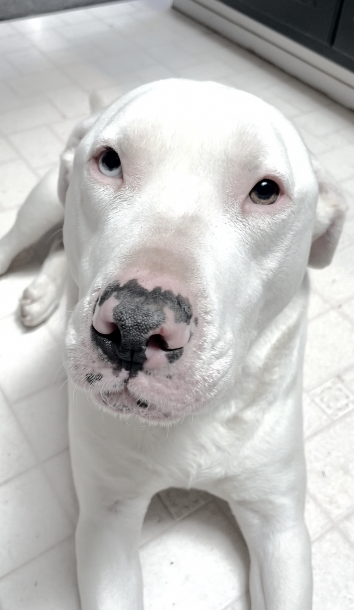 Domino • Old Dog Haven