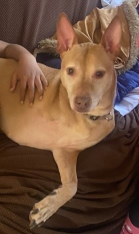 Faith • Old Dog Haven