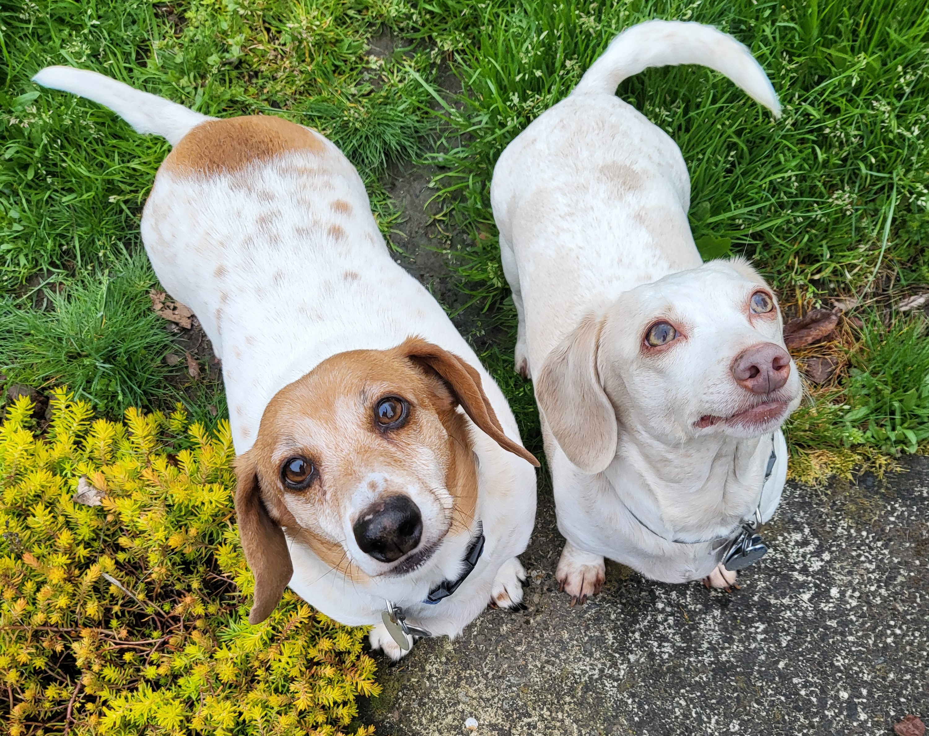 Cooper and Hazel • Old Dog Haven
