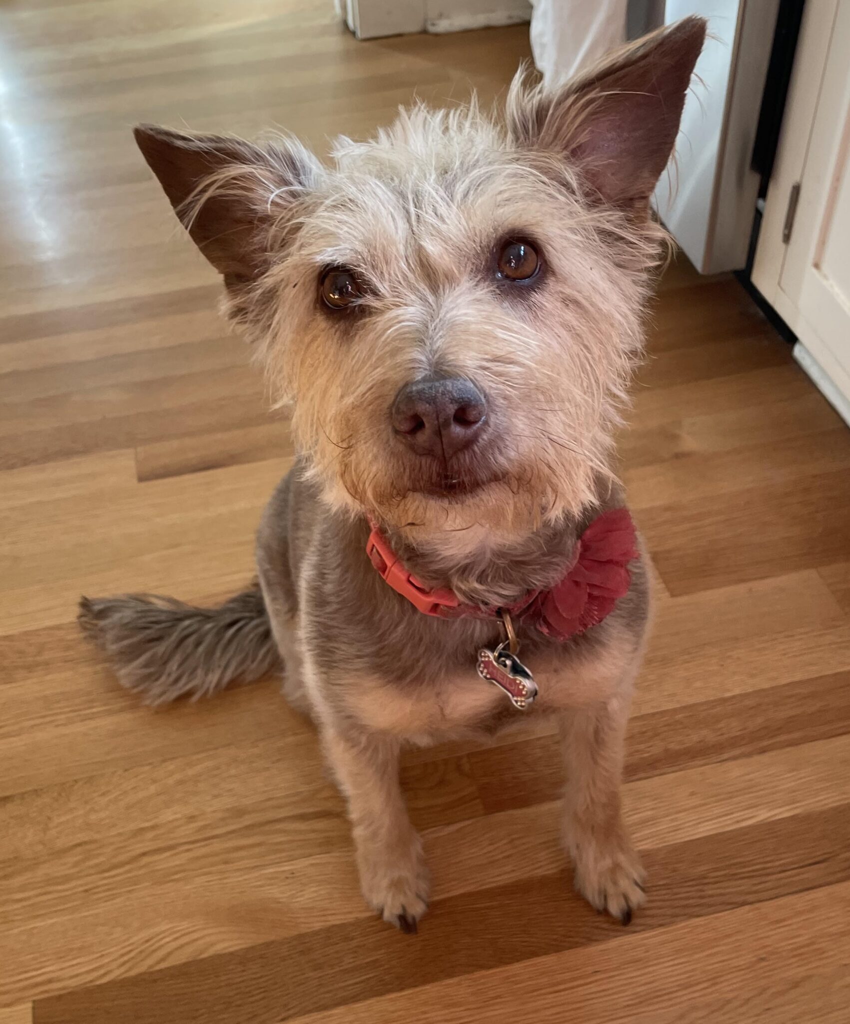 Adoptable • Dog Category • Old Dog Haven