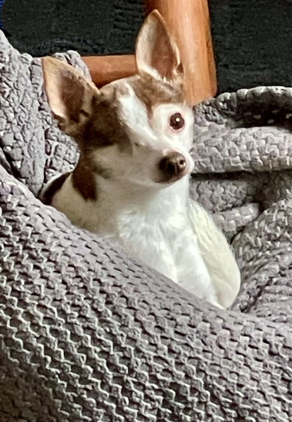 Missy • Old Dog Haven