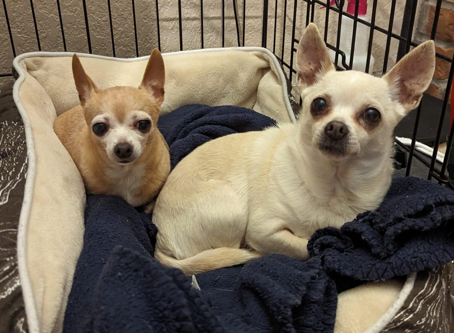 Adoptable • Dog Category • Old Dog Haven