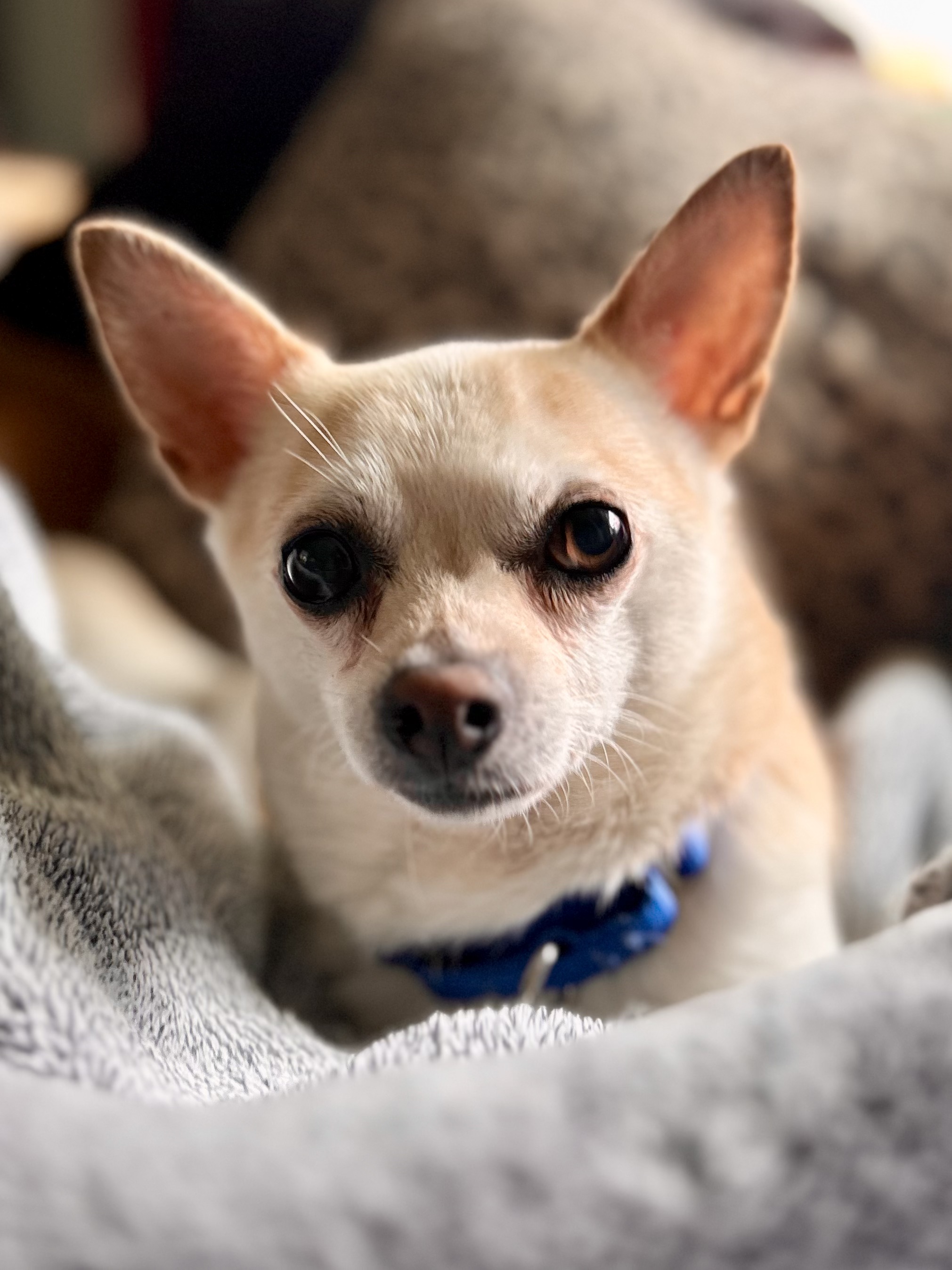 Danny • Old Dog Haven