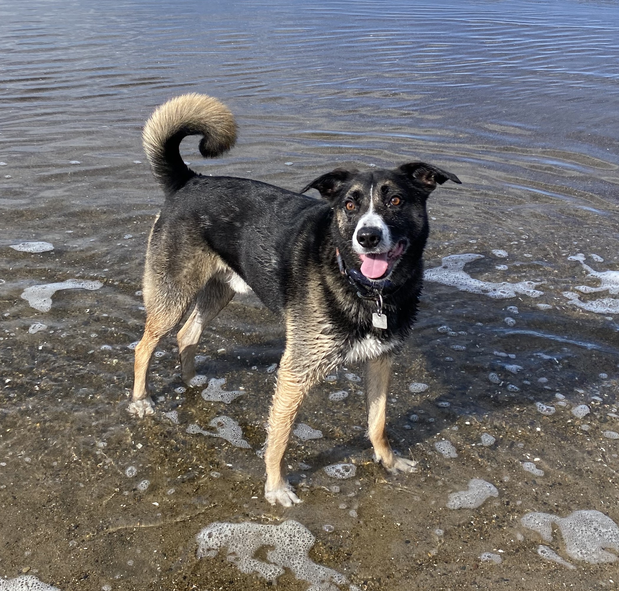 Tucker • Old Dog Haven