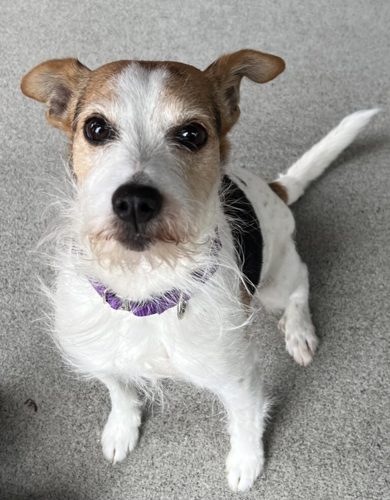 Adoptable • Dog Category • Old Dog Haven