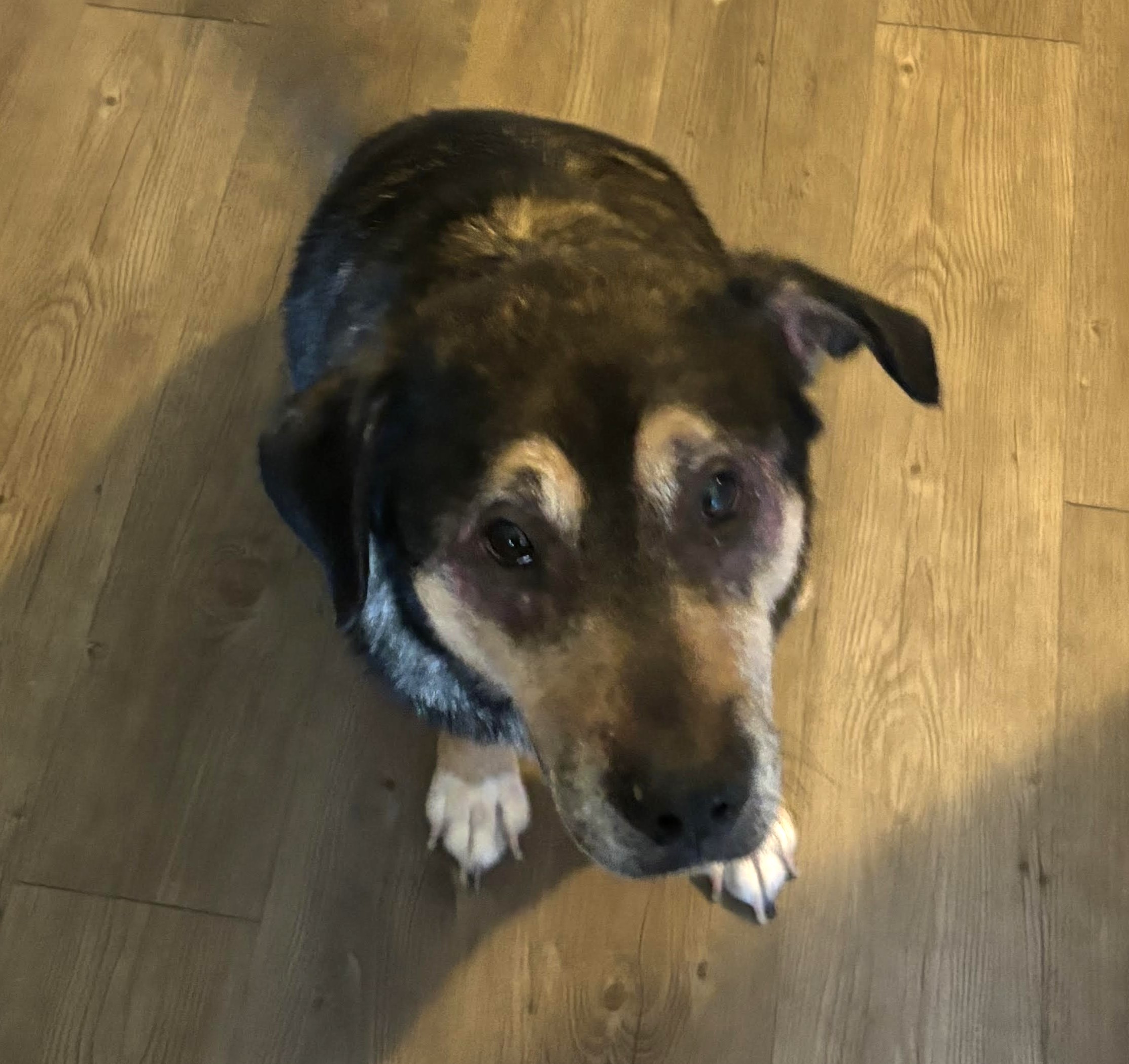 Rocha • Old Dog Haven