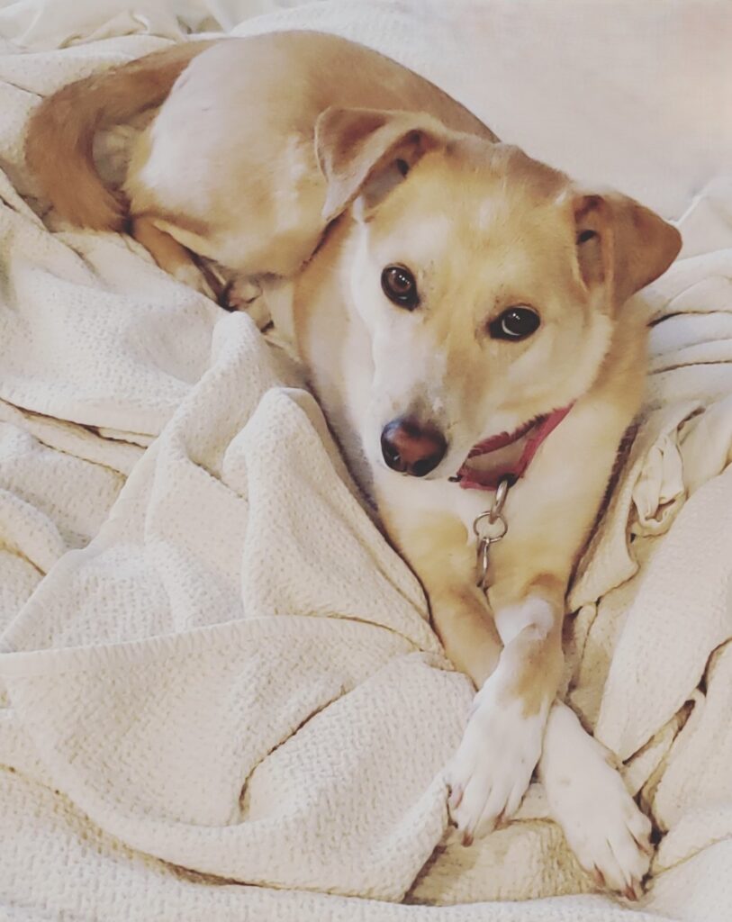 Adoptable • Dog Category • Old Dog Haven • Page 2