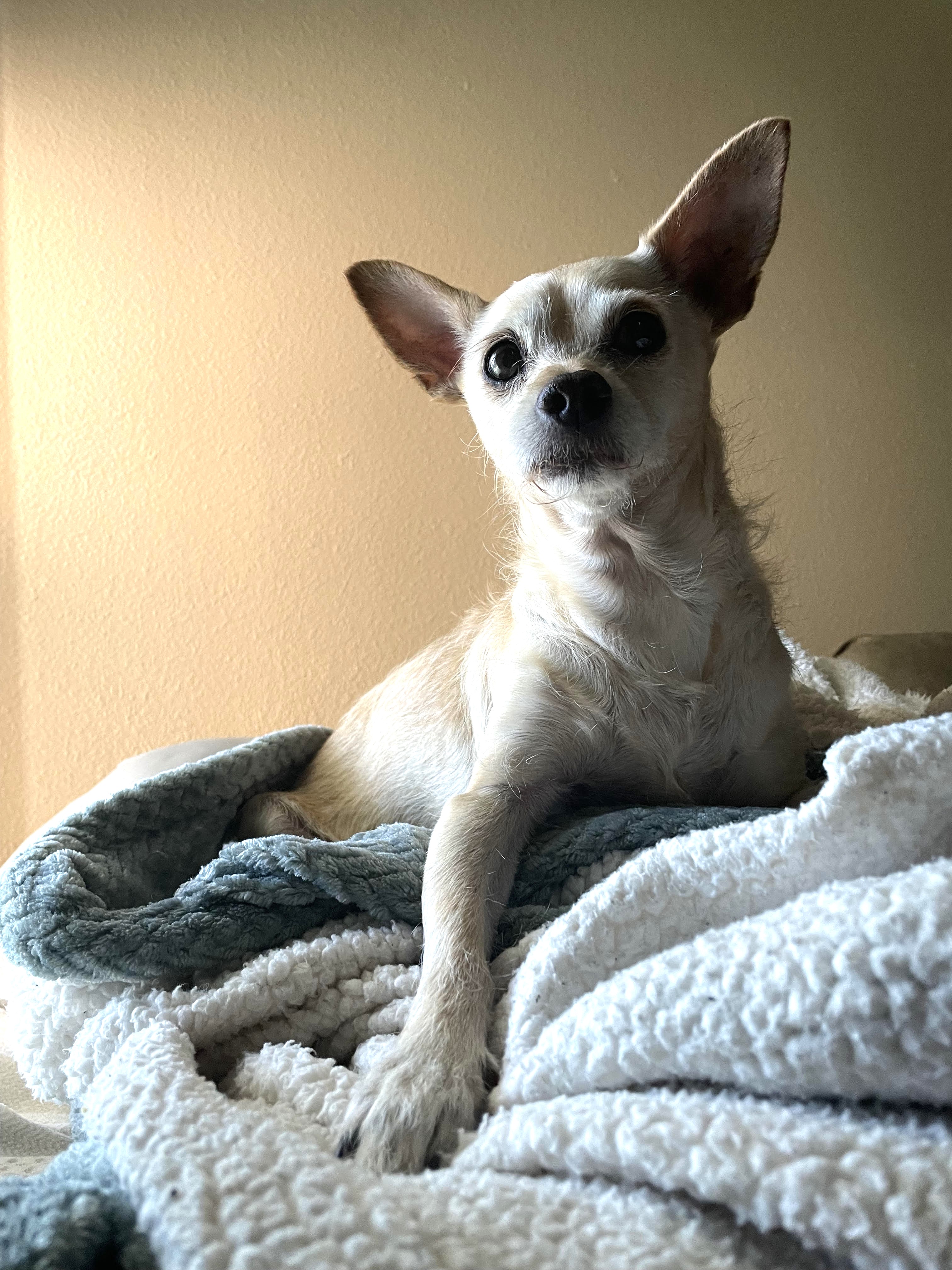 Lucy • Old Dog Haven