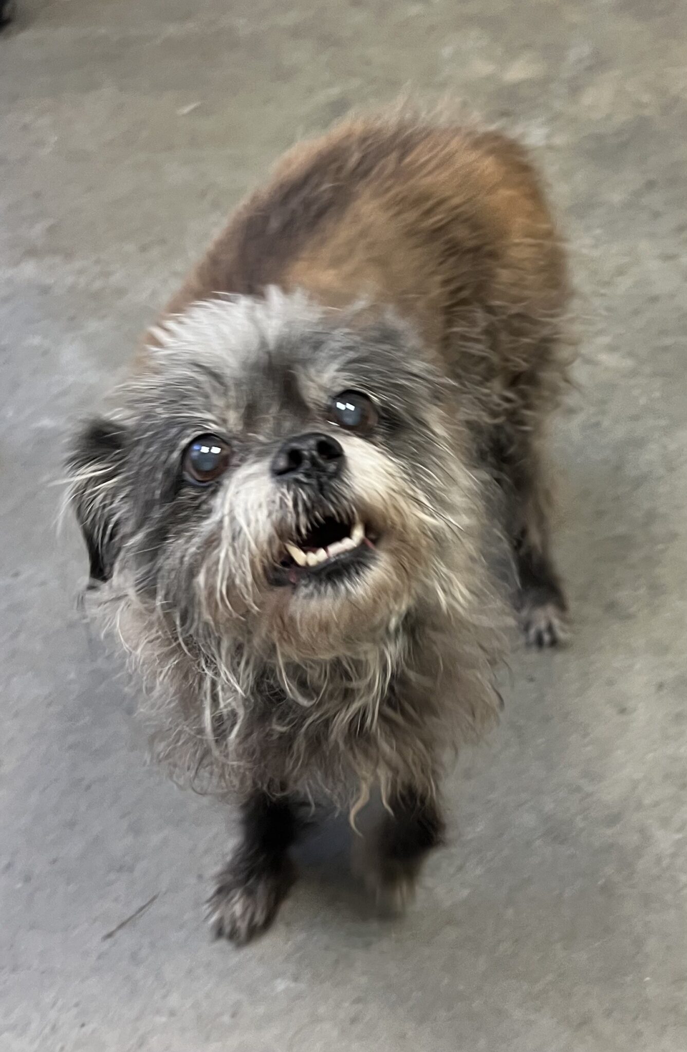 Adoptable • Dog Category • Old Dog Haven