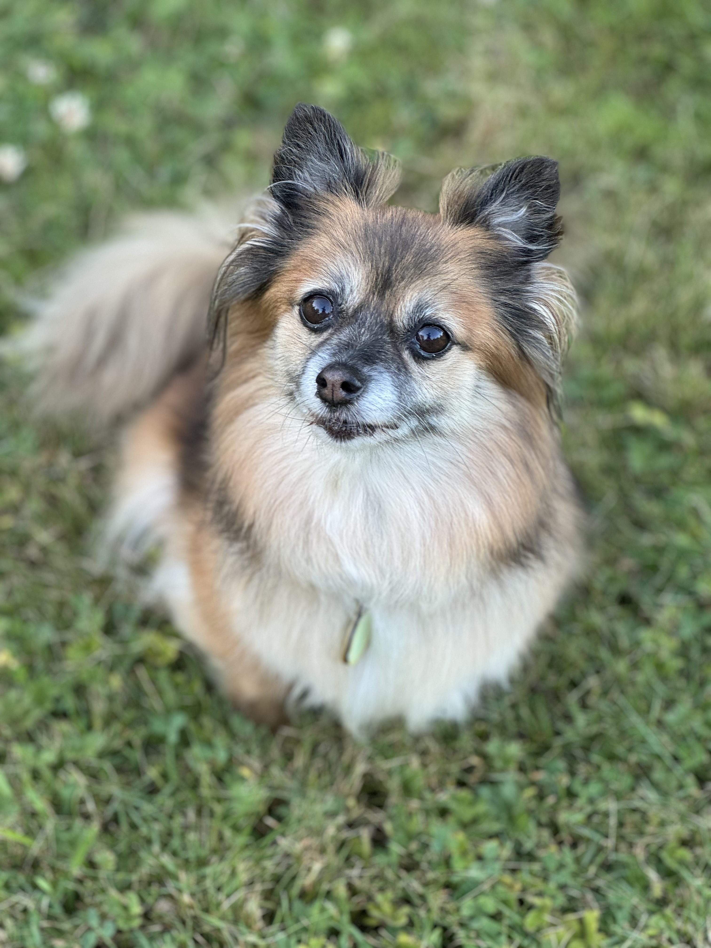 Ahsoka • Old Dog Haven