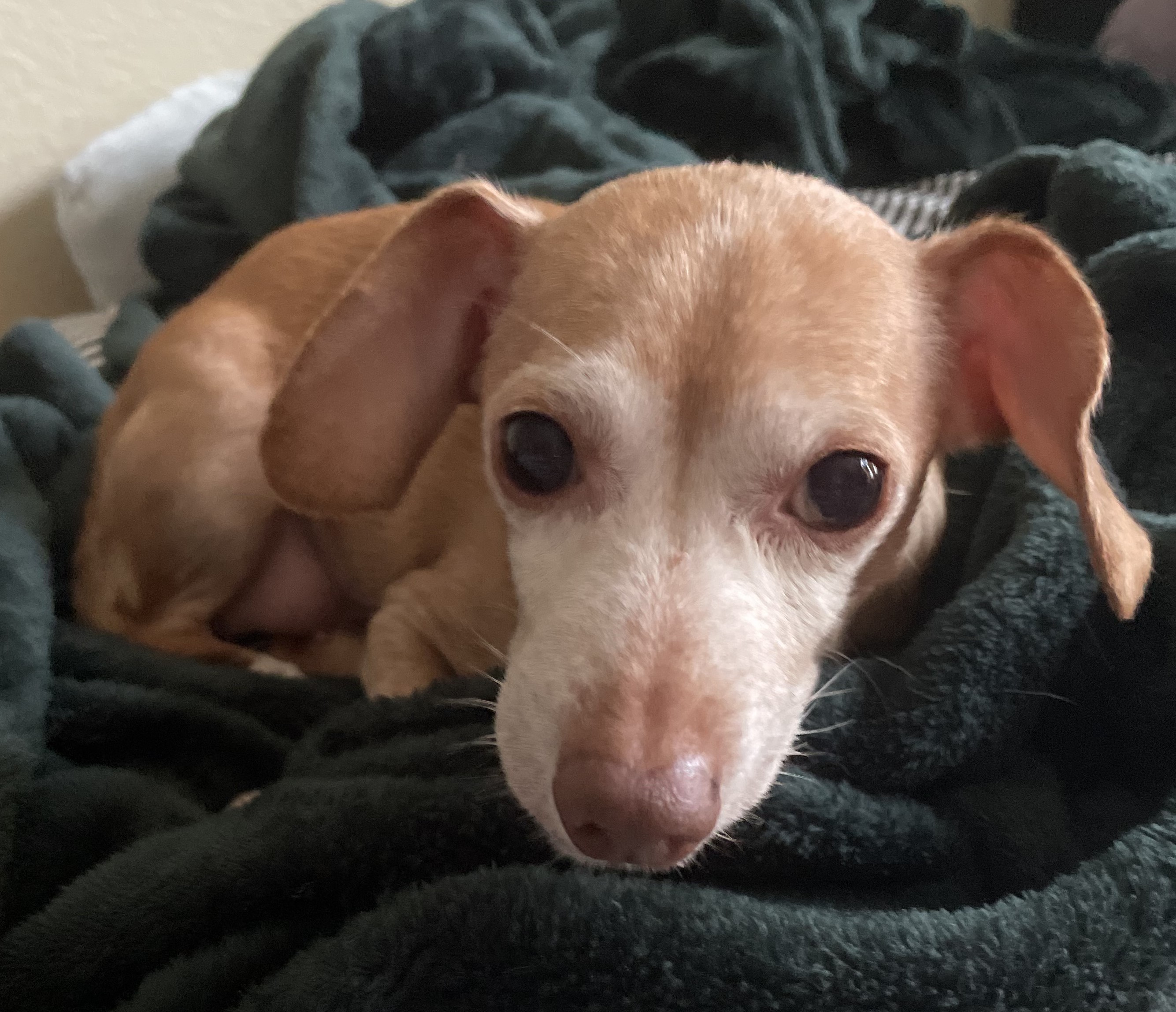 Faith • Old Dog Haven