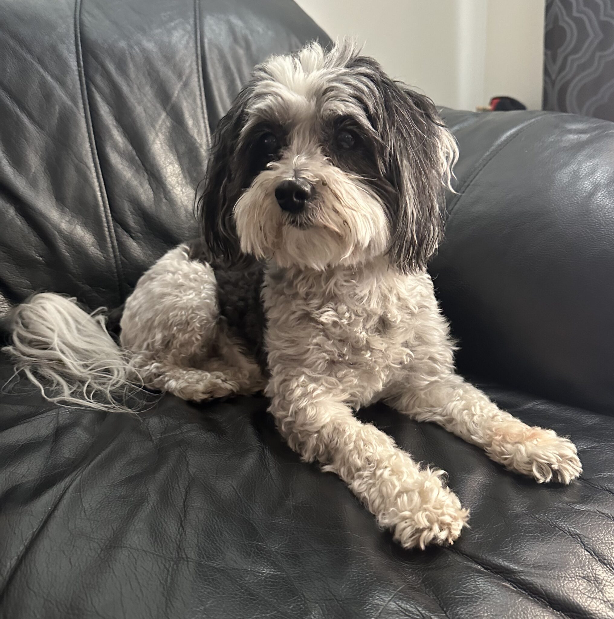 Adoptable • Dog Category • Old Dog Haven