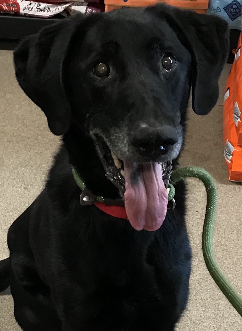 Mojo • Old Dog Haven
