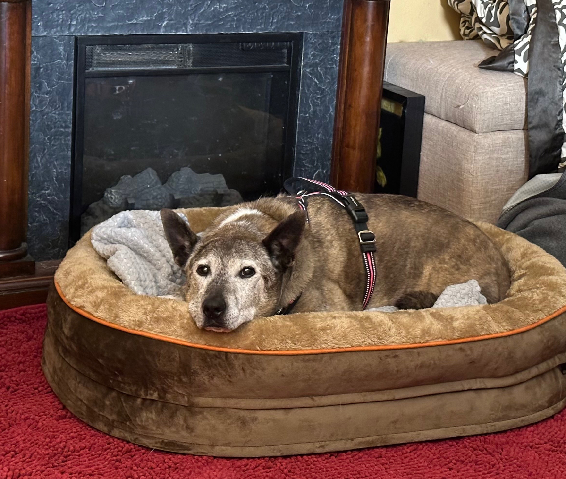 Juno • Old Dog Haven