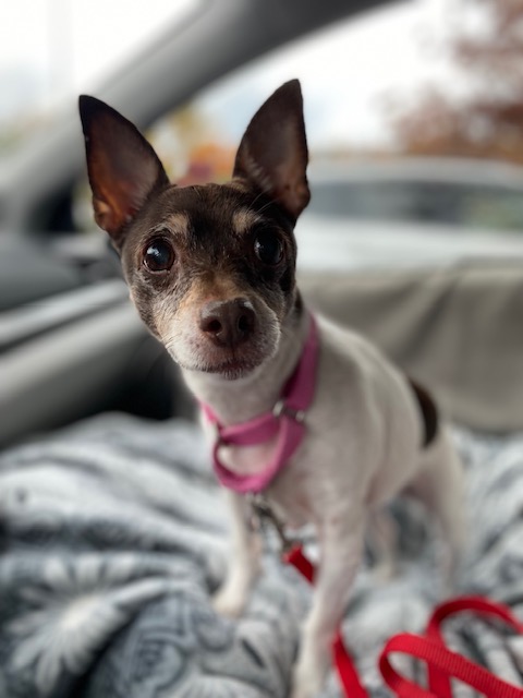 Classie • Old Dog Haven