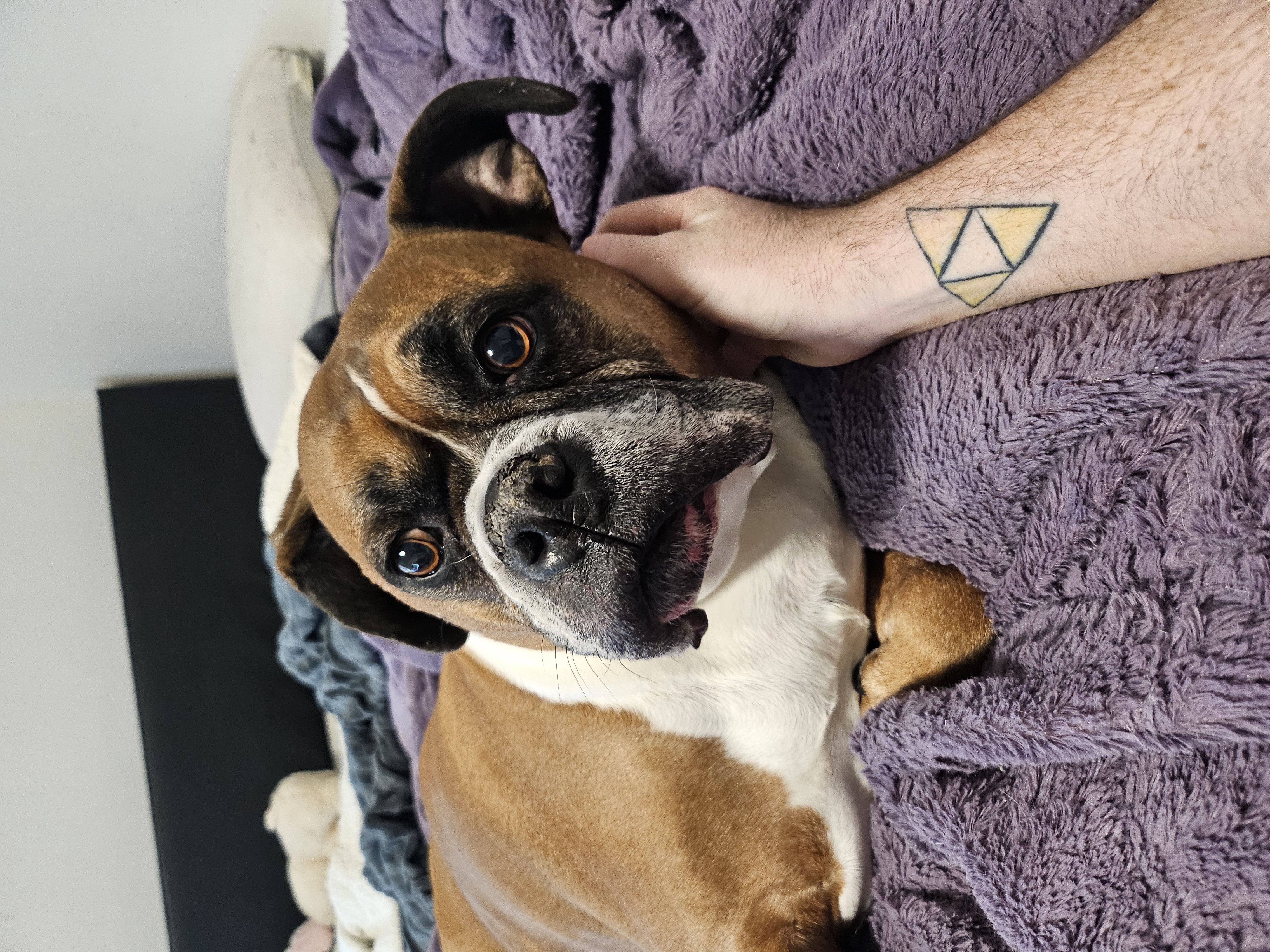 Duke • Old Dog Haven