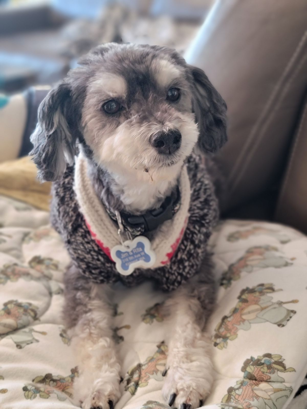 Edgar • Old Dog Haven