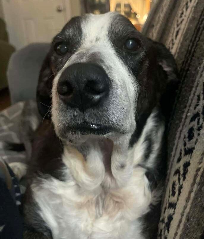 Faith • Old Dog Haven