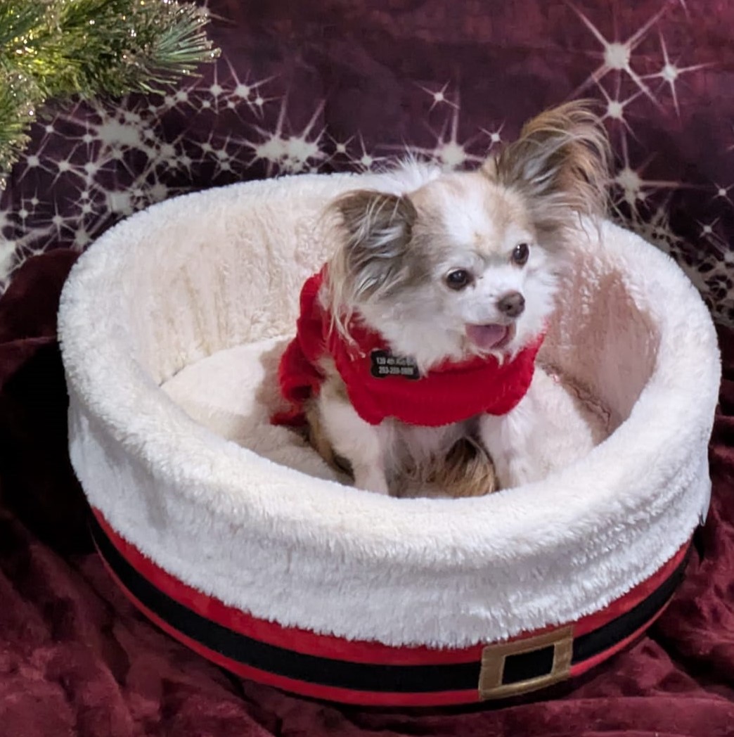 Juniper Joy • Old Dog Haven