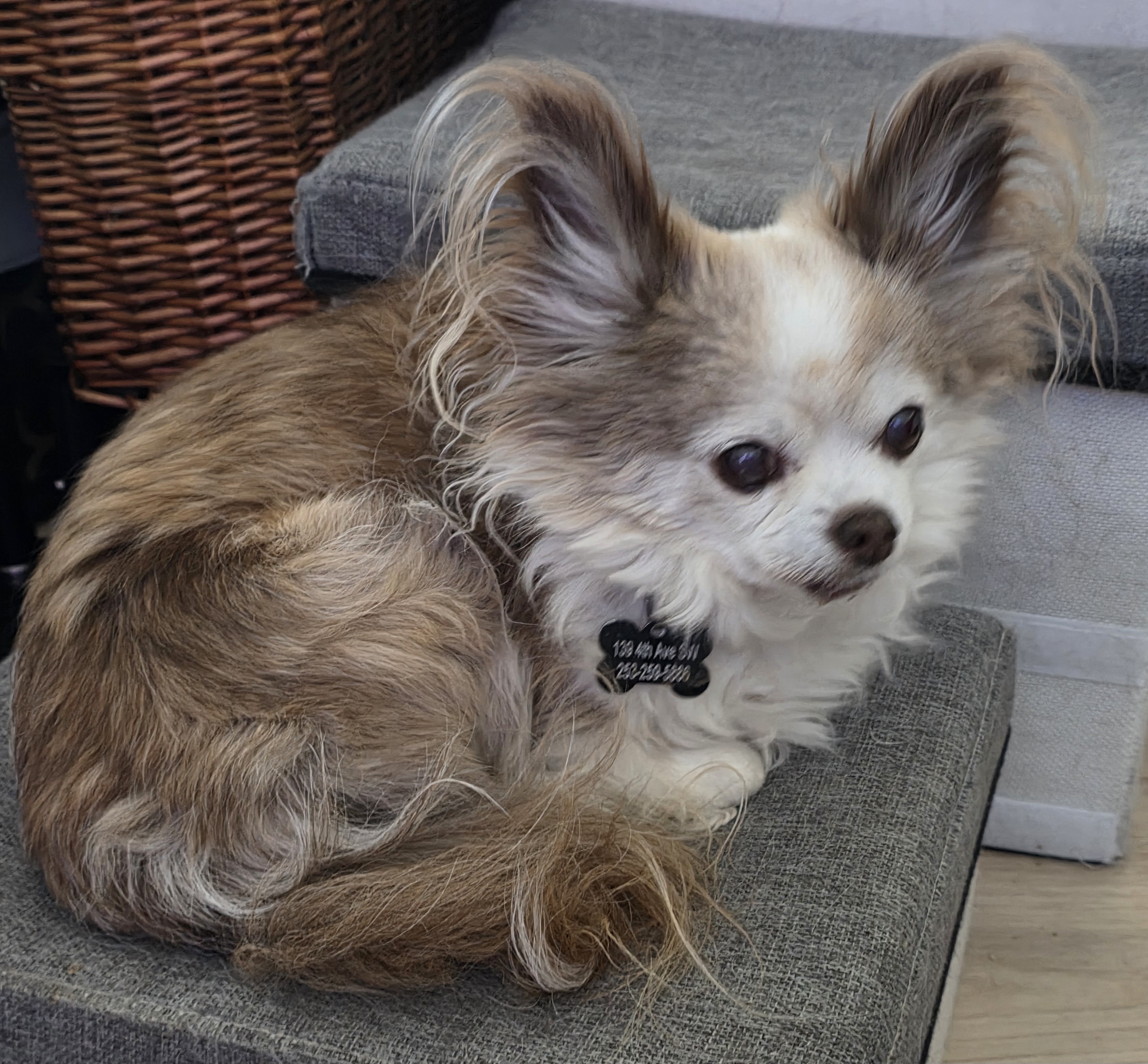 Juniper Joy • Old Dog Haven
