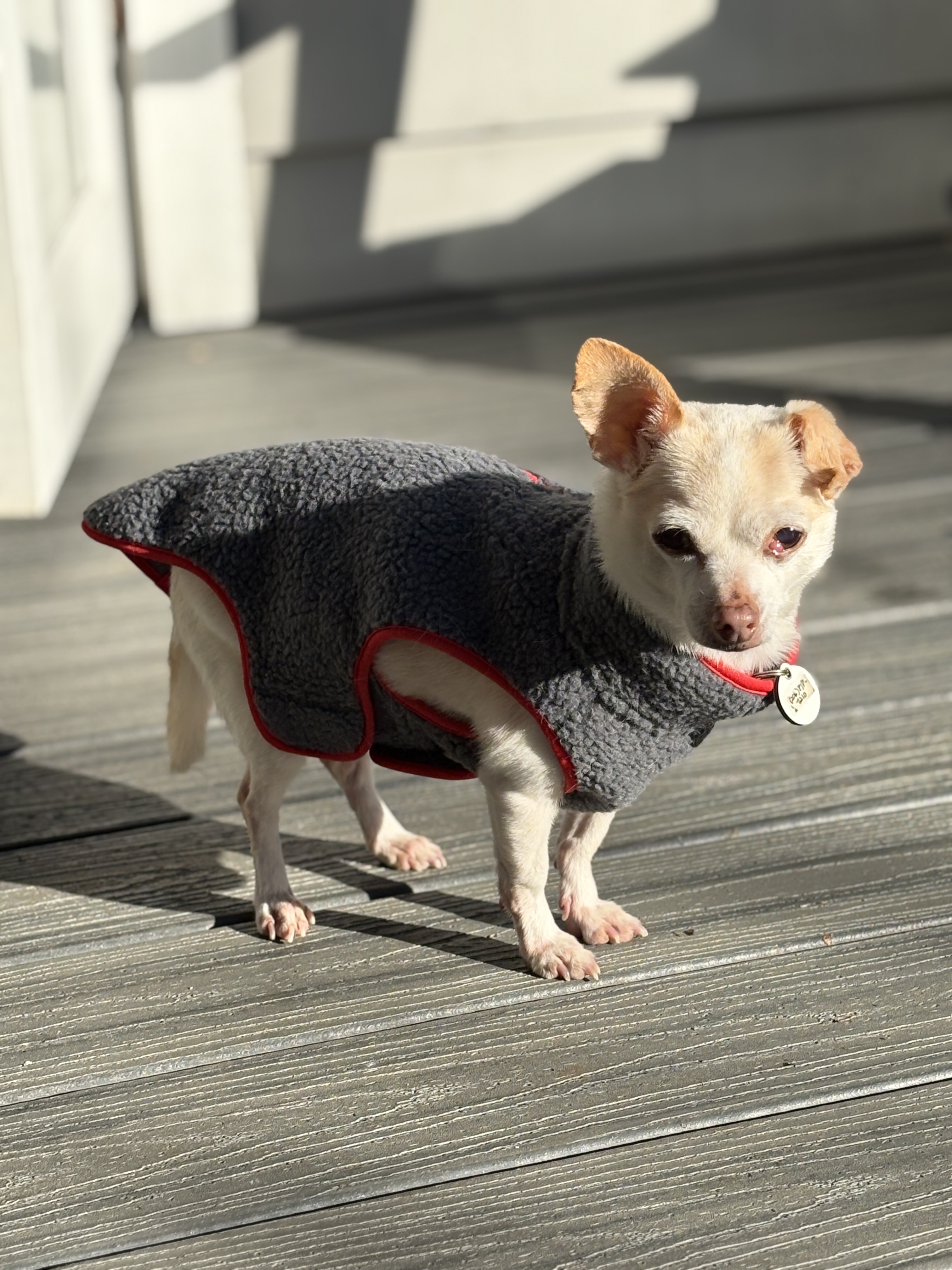 Lovie • Old Dog Haven