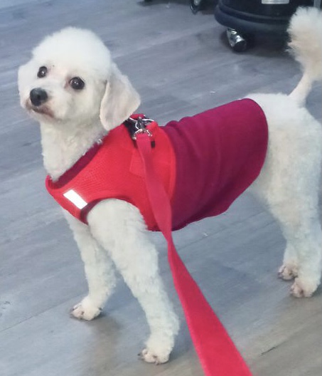 Muriel • Old Dog Haven