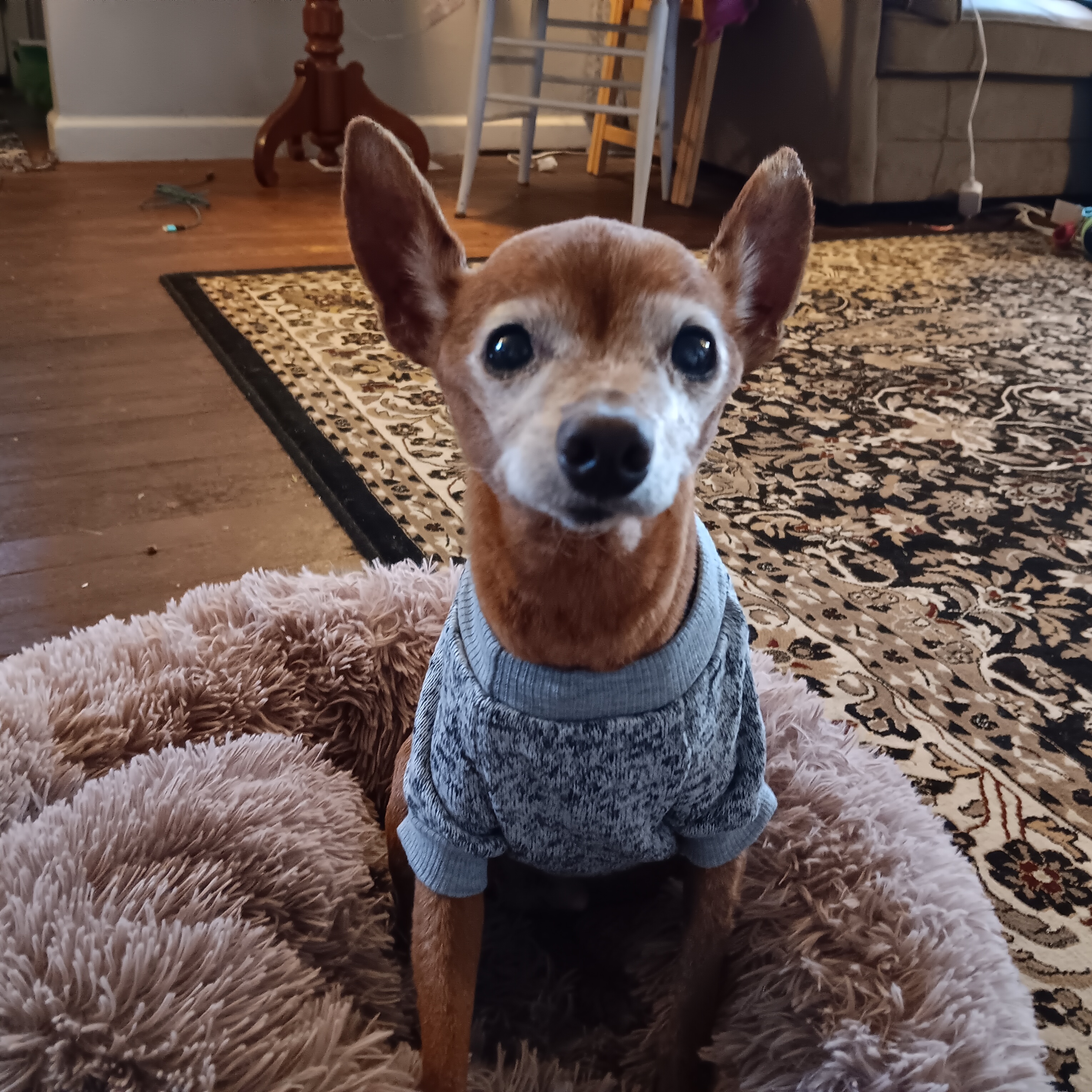 Nugget • Old Dog Haven