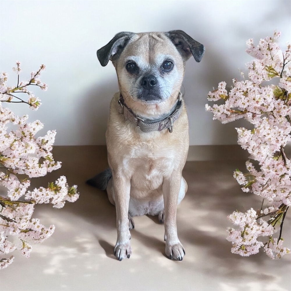 Zoe • Old Dog Haven