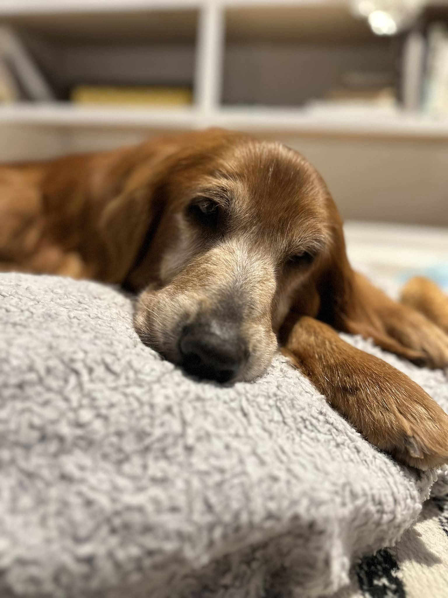Nala • Old Dog Haven