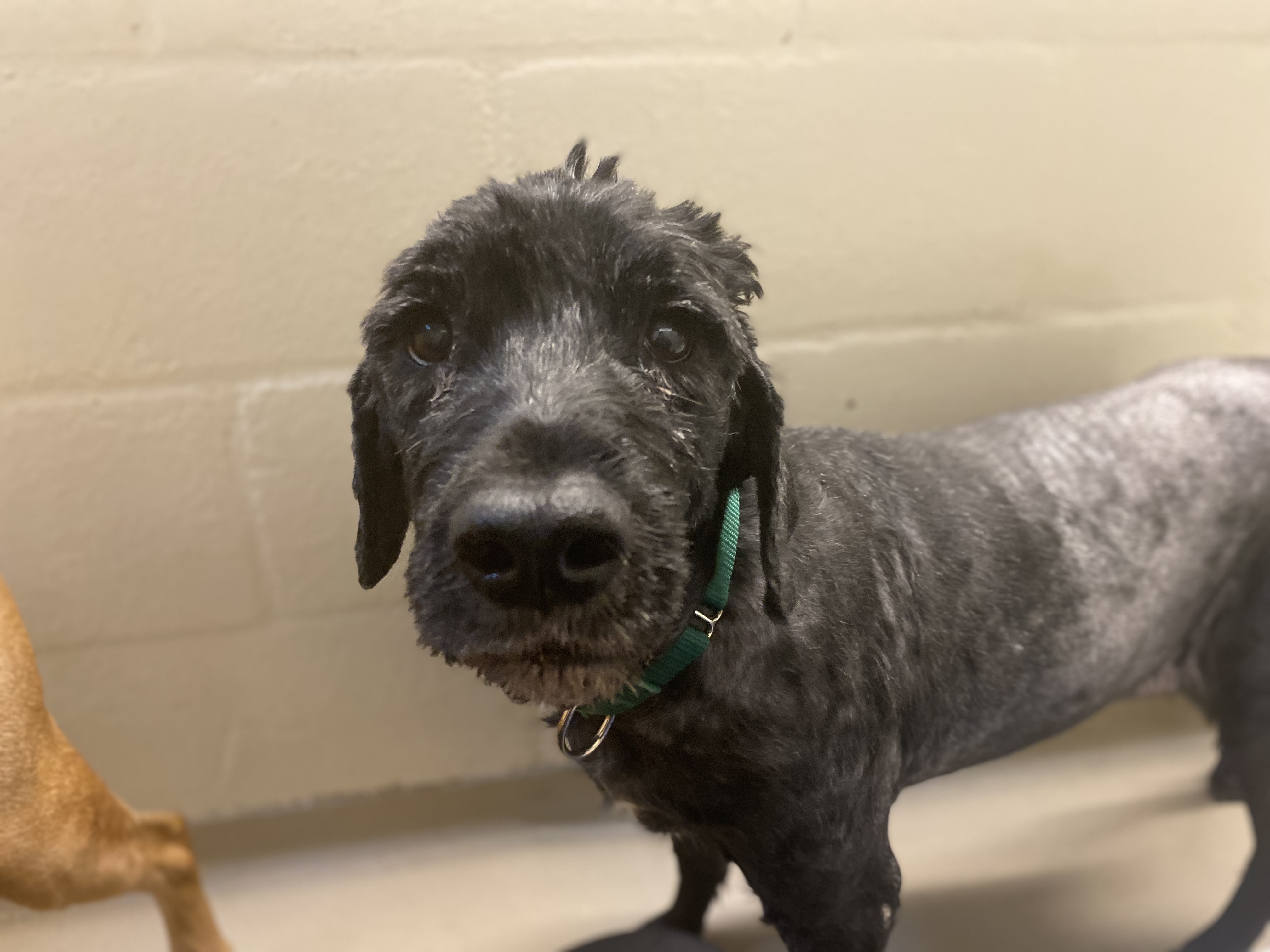 Abby • Old Dog Haven