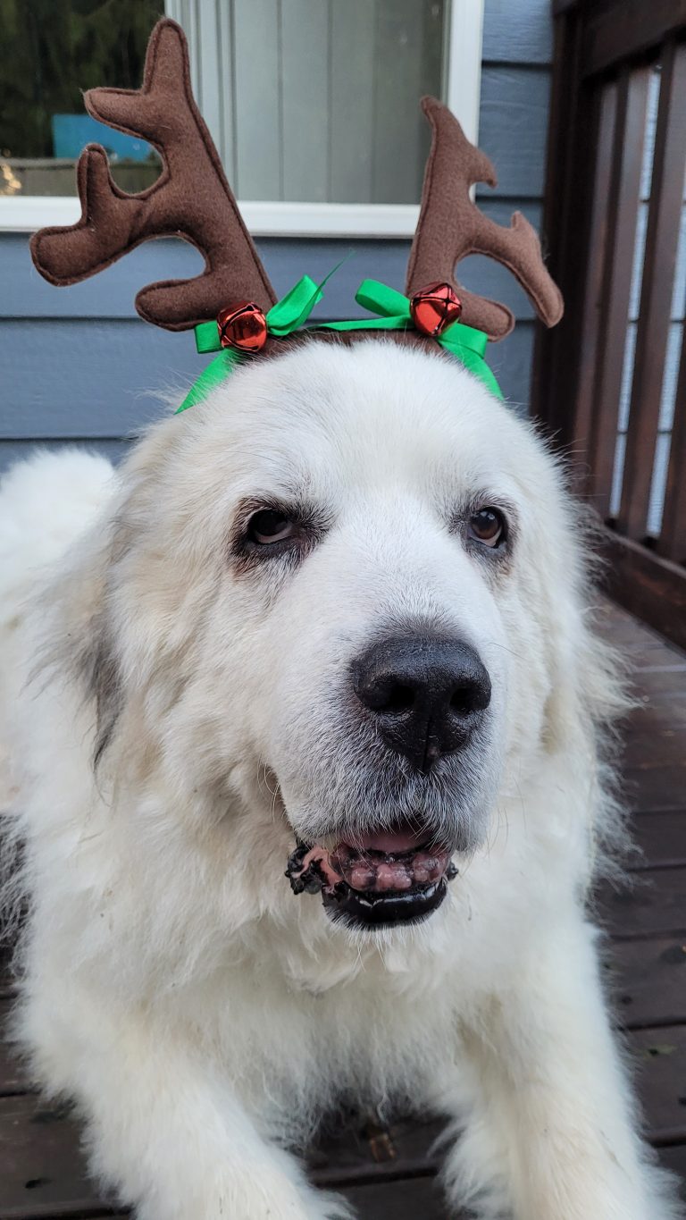 Winterbelle • Old Dog Haven