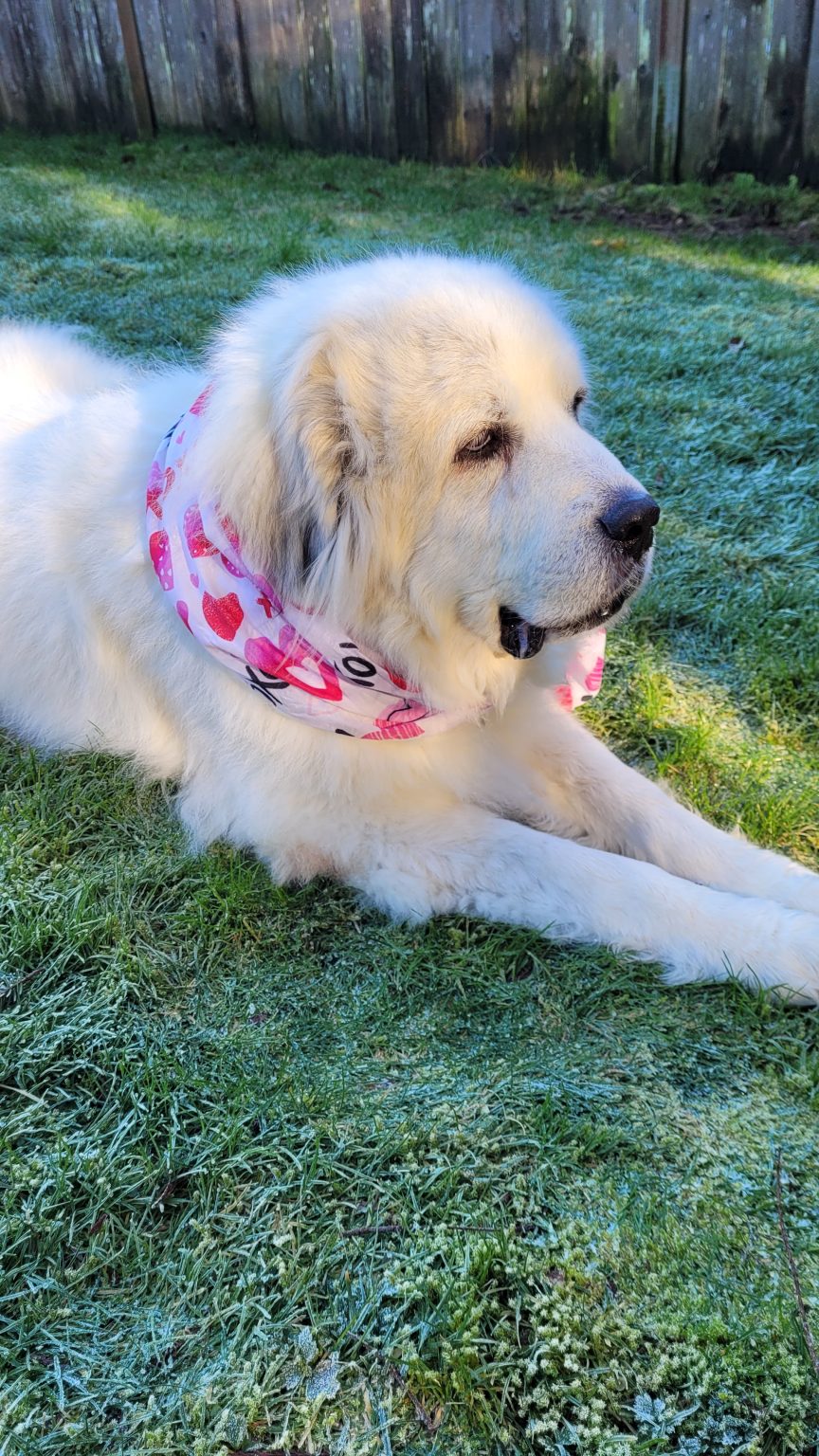 Winterbelle • Old Dog Haven