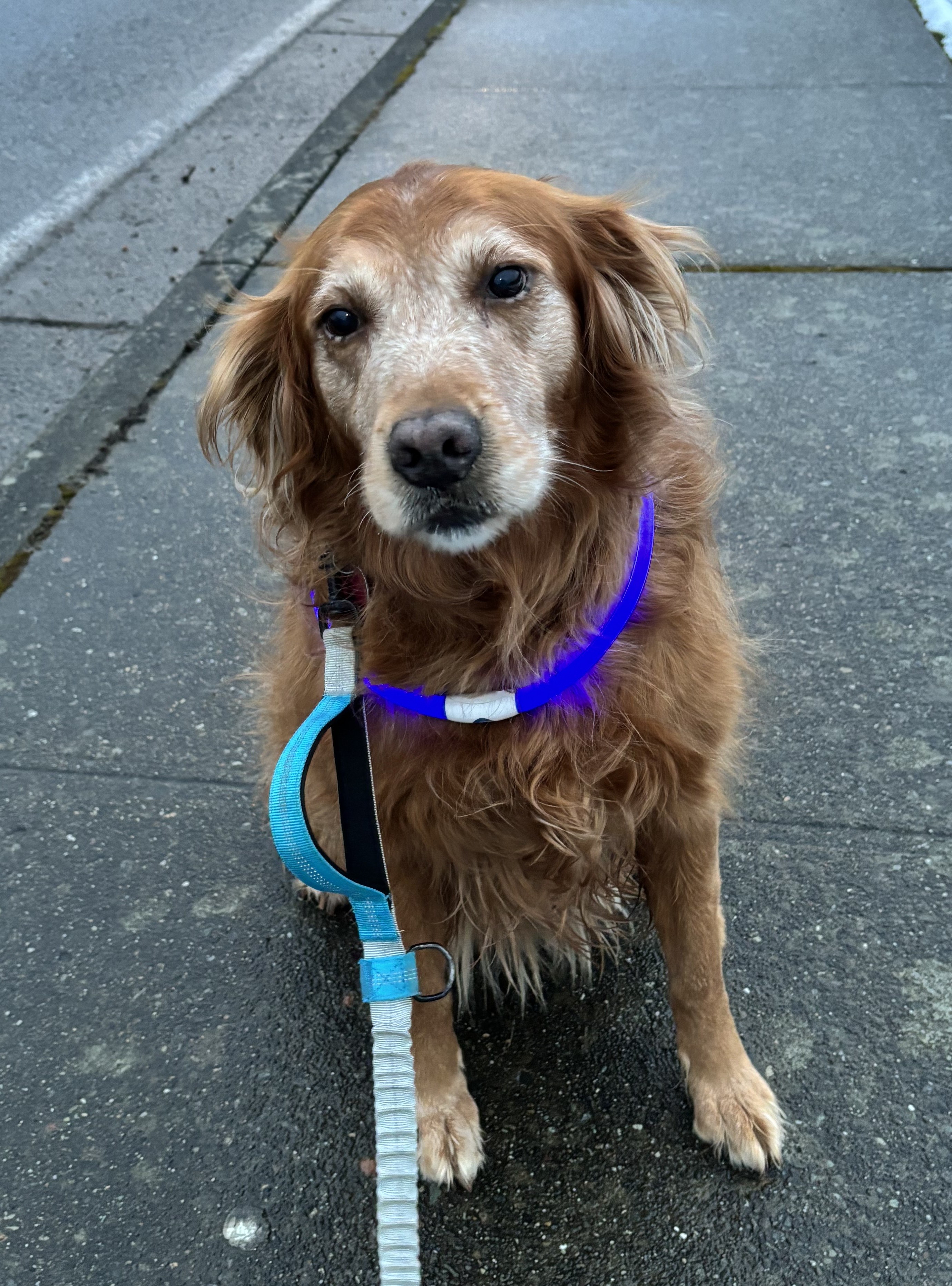 Missy • Old Dog Haven