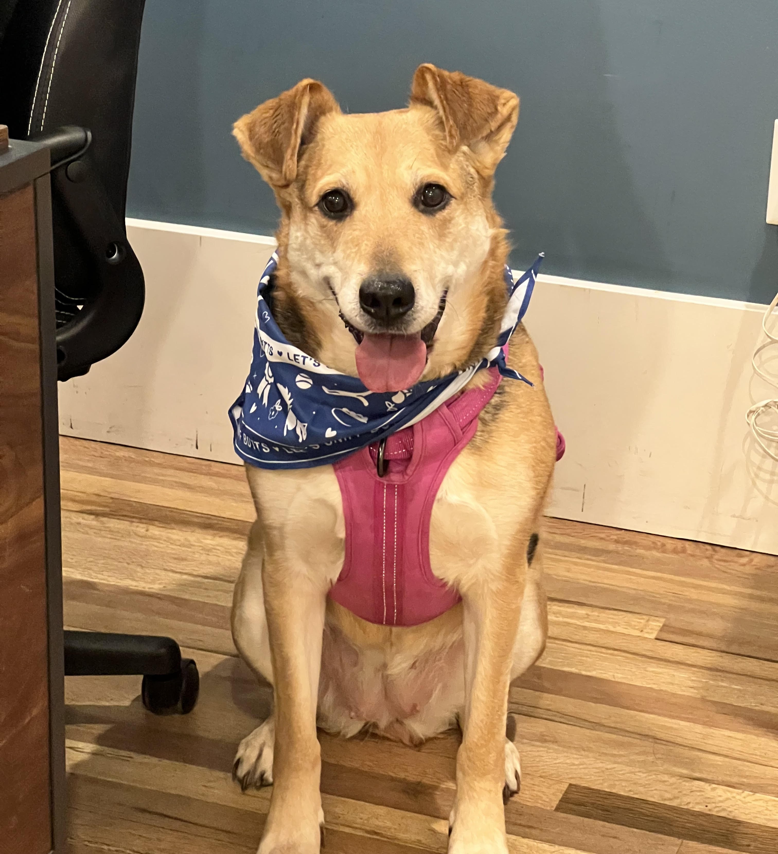 Sheba • Old Dog Haven