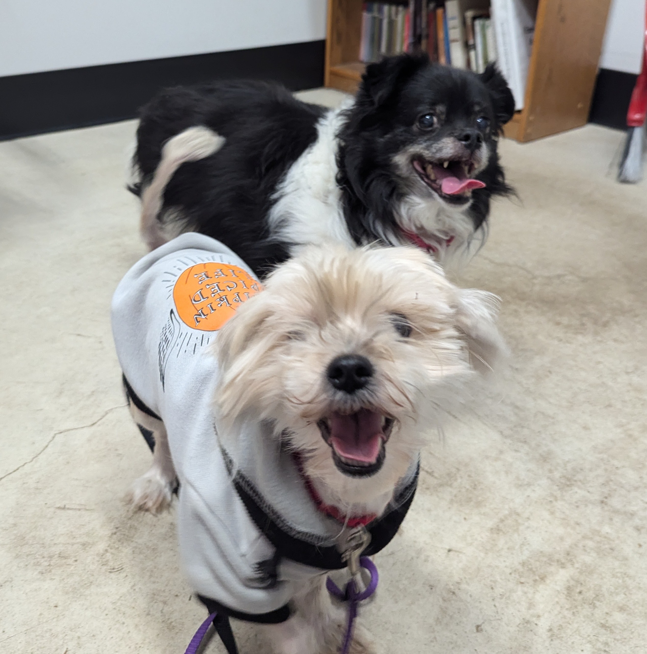 Bing and Boing • Old Dog Haven